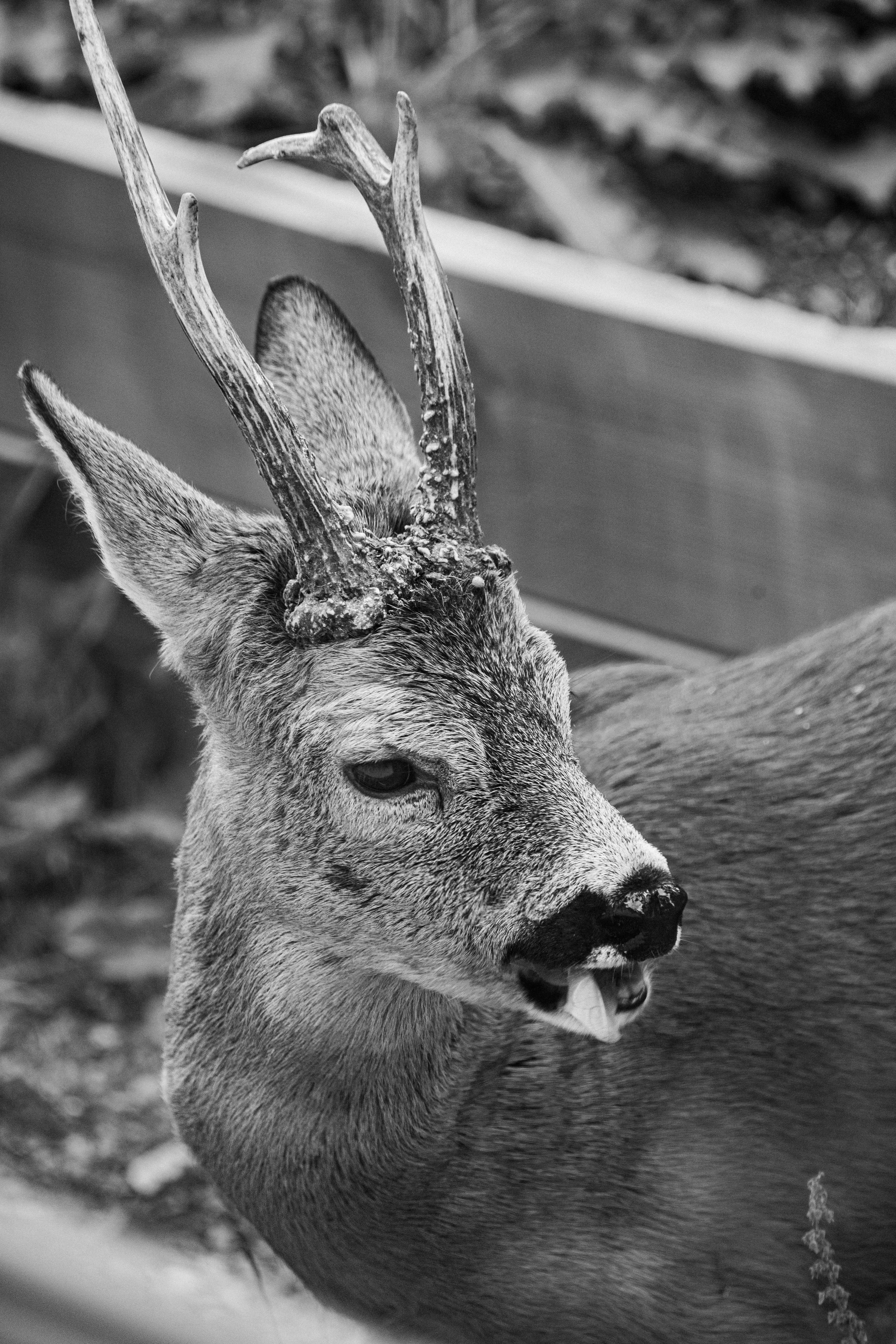 Young roe deer eating a leaf