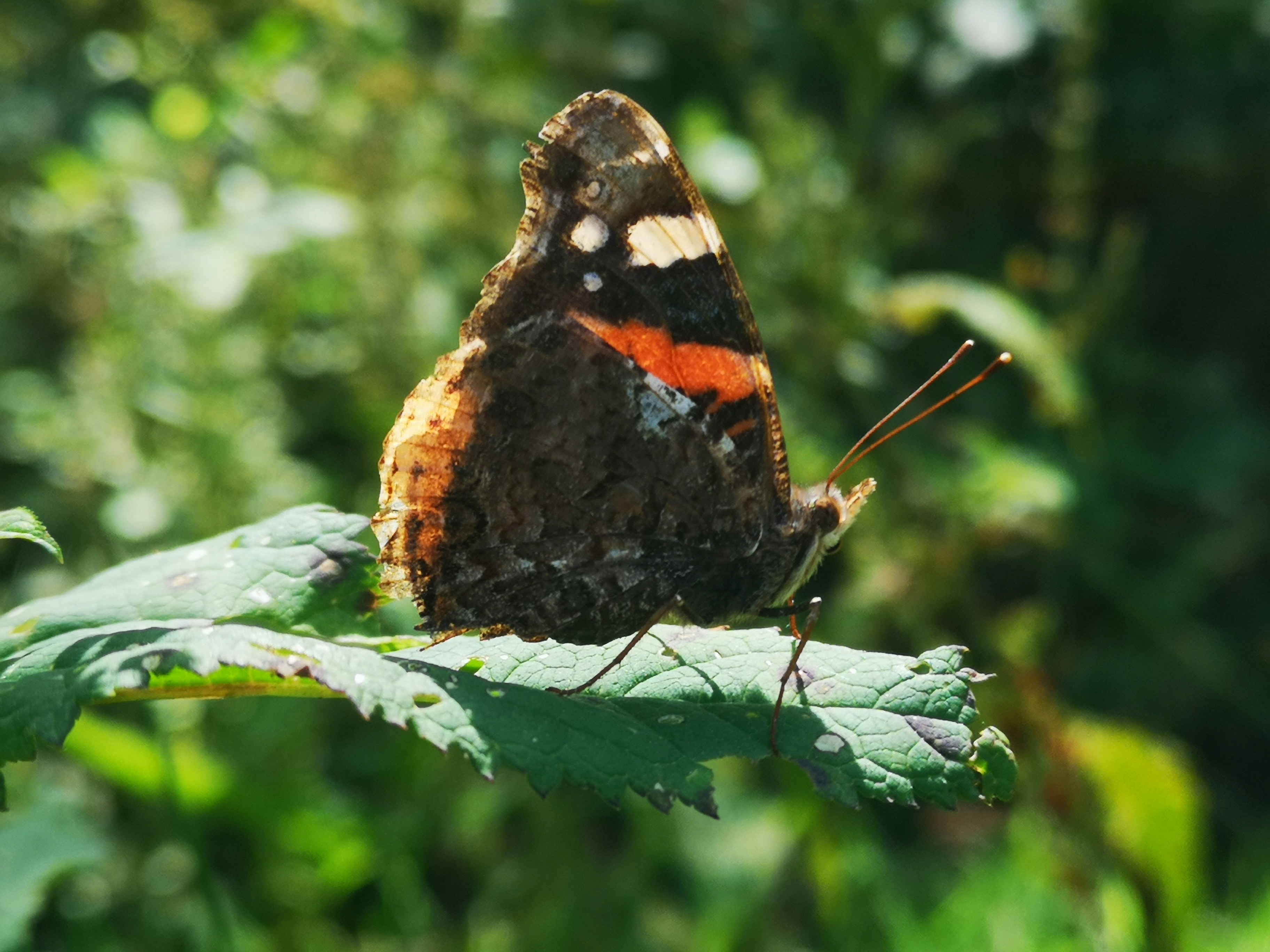 A colorful butterfly perched delicately on a green leaf, showcasing intricate wing patterns against a blurred natural backdrop.