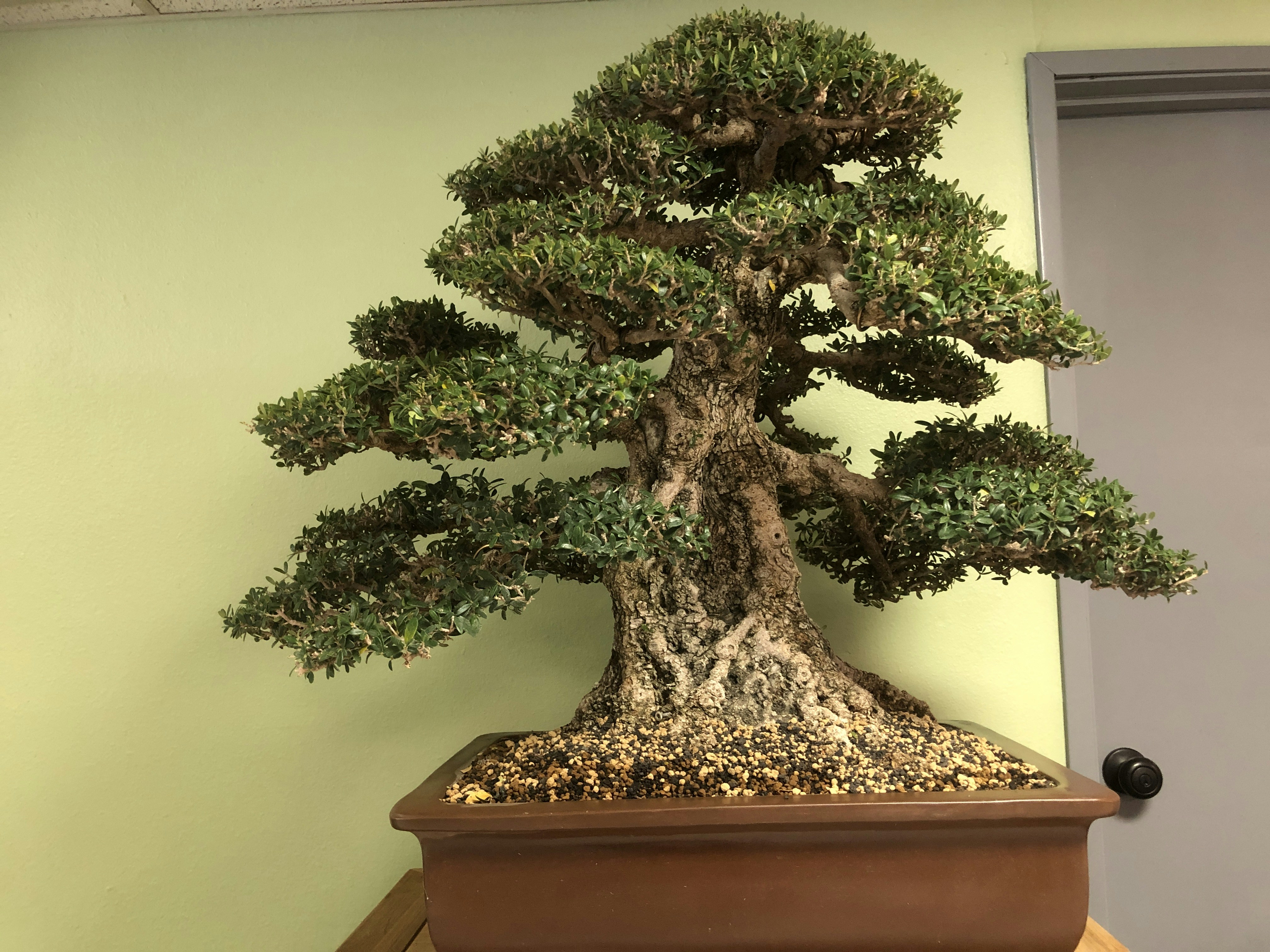 Stoic Bonsai in a Green-Walled Studio