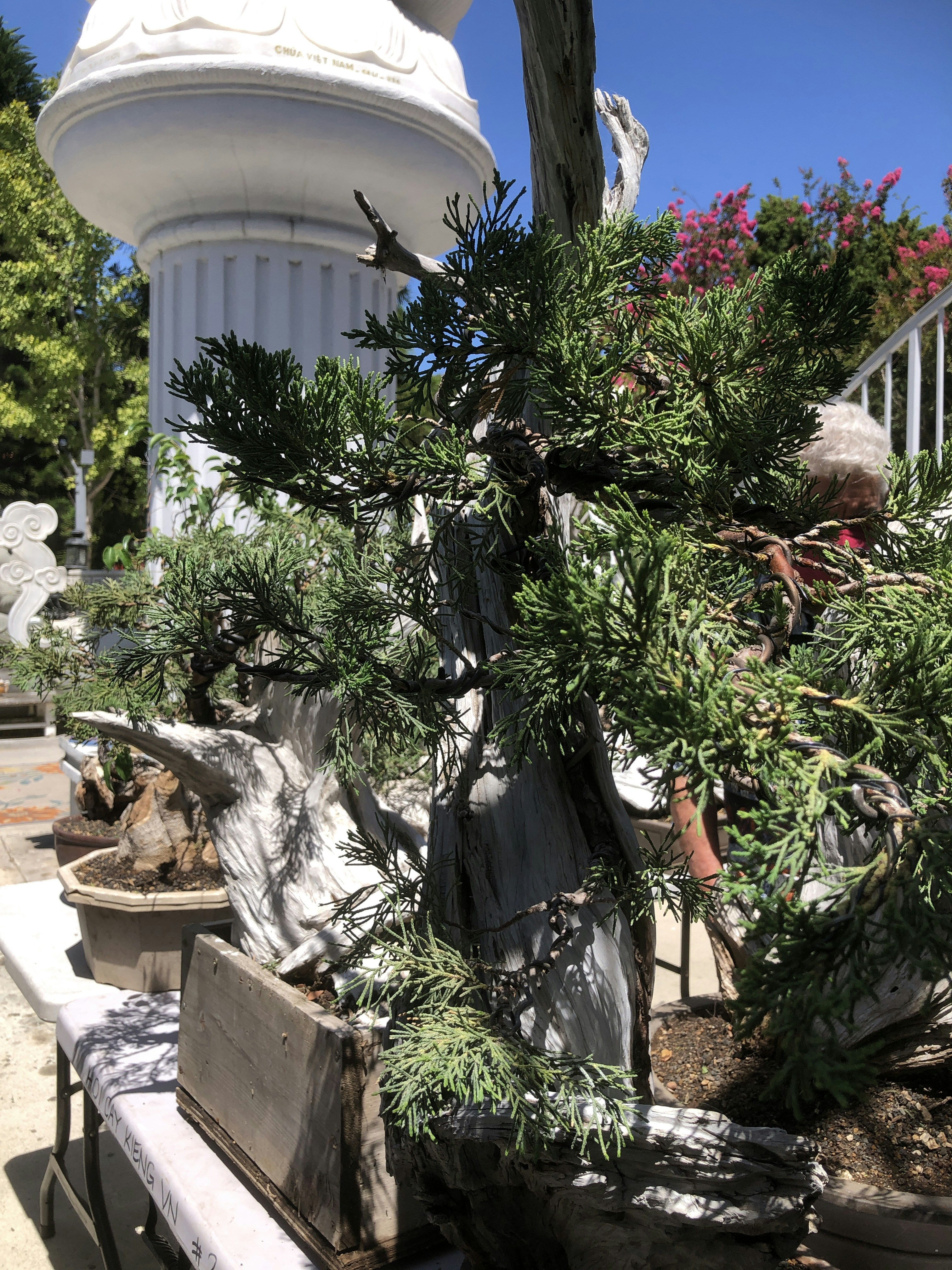 Bonsai in a Sunlit Garden Shrine