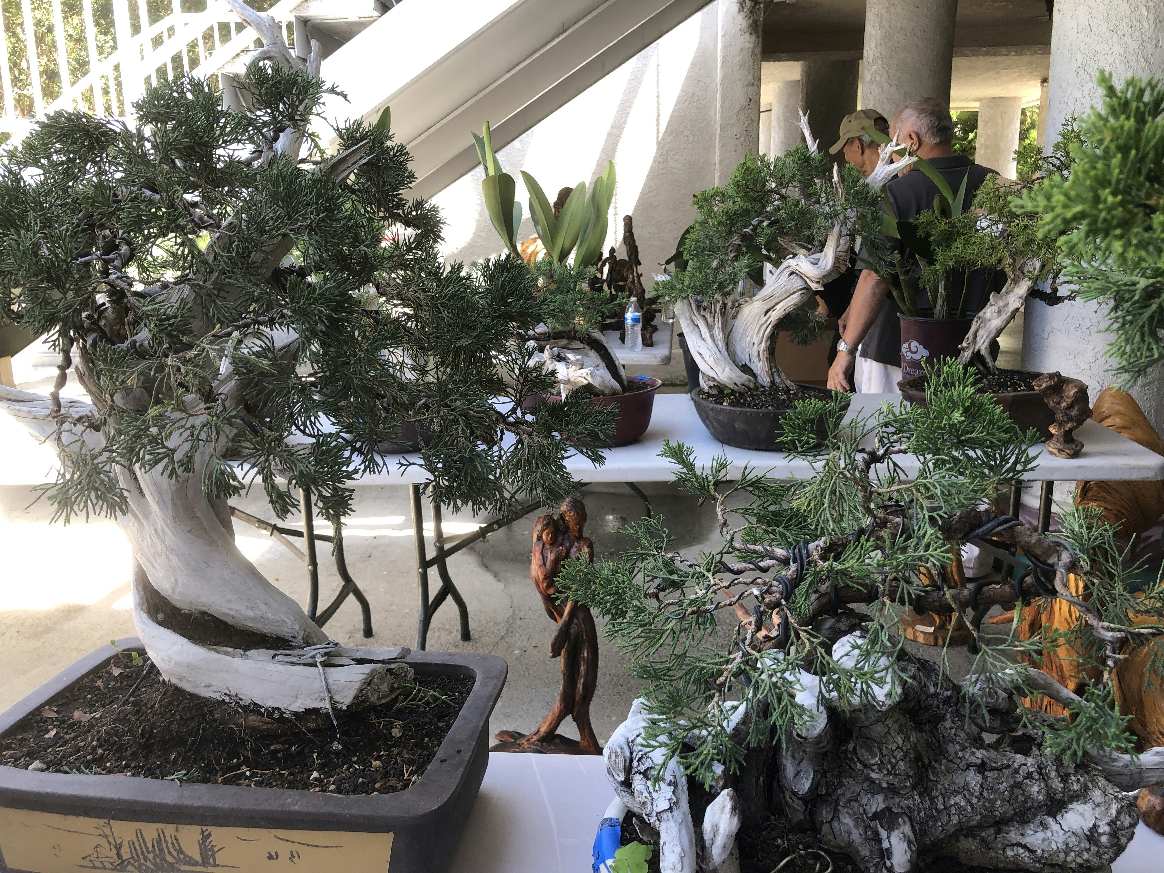 Bonsai Ceremony: Miniature Trees, Big Details