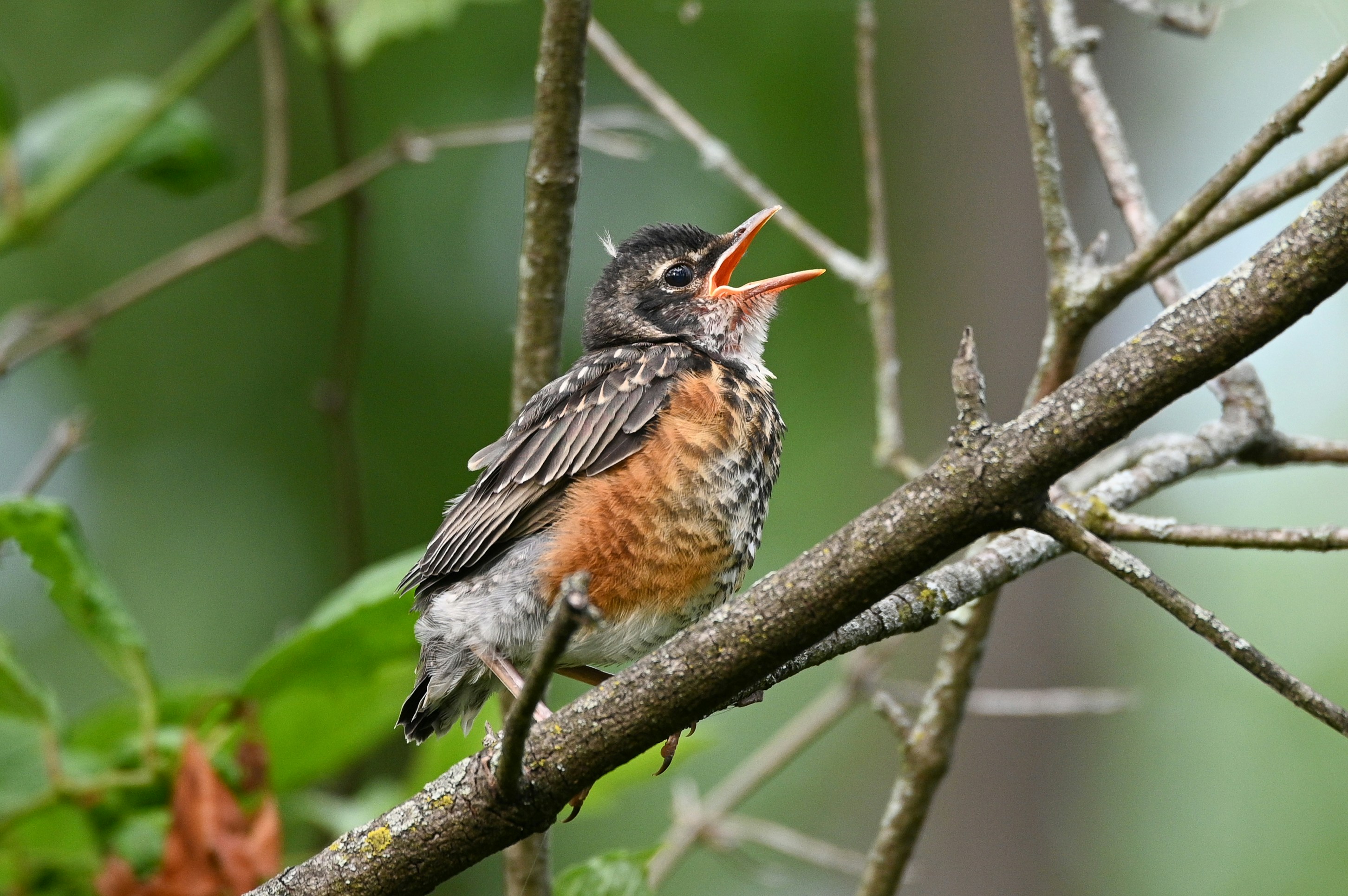 Juvenile Bird on a Branch: A Moment of Song