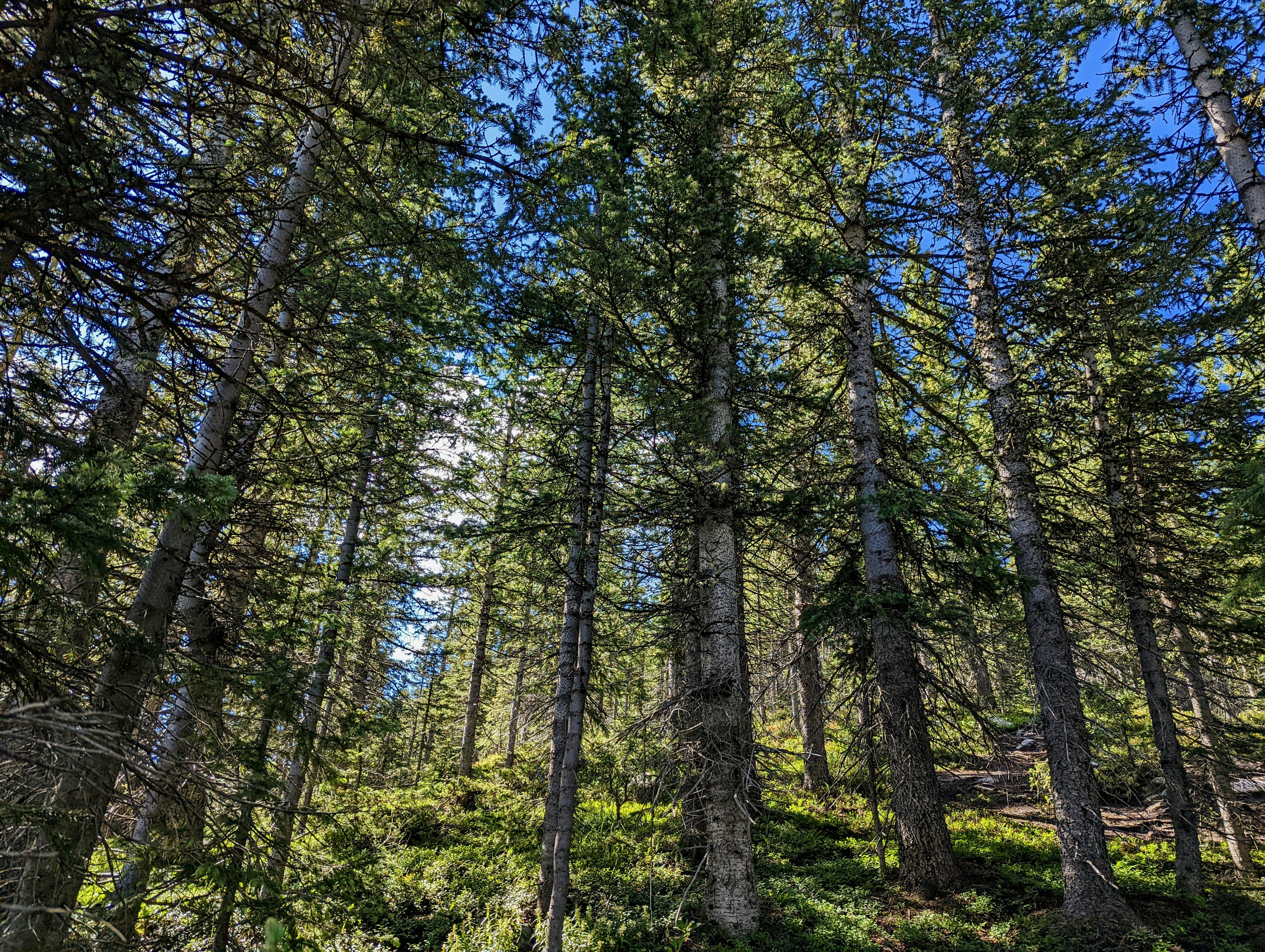 Tall pine trees reaching towards a clear blue sky in a sunlit forest.