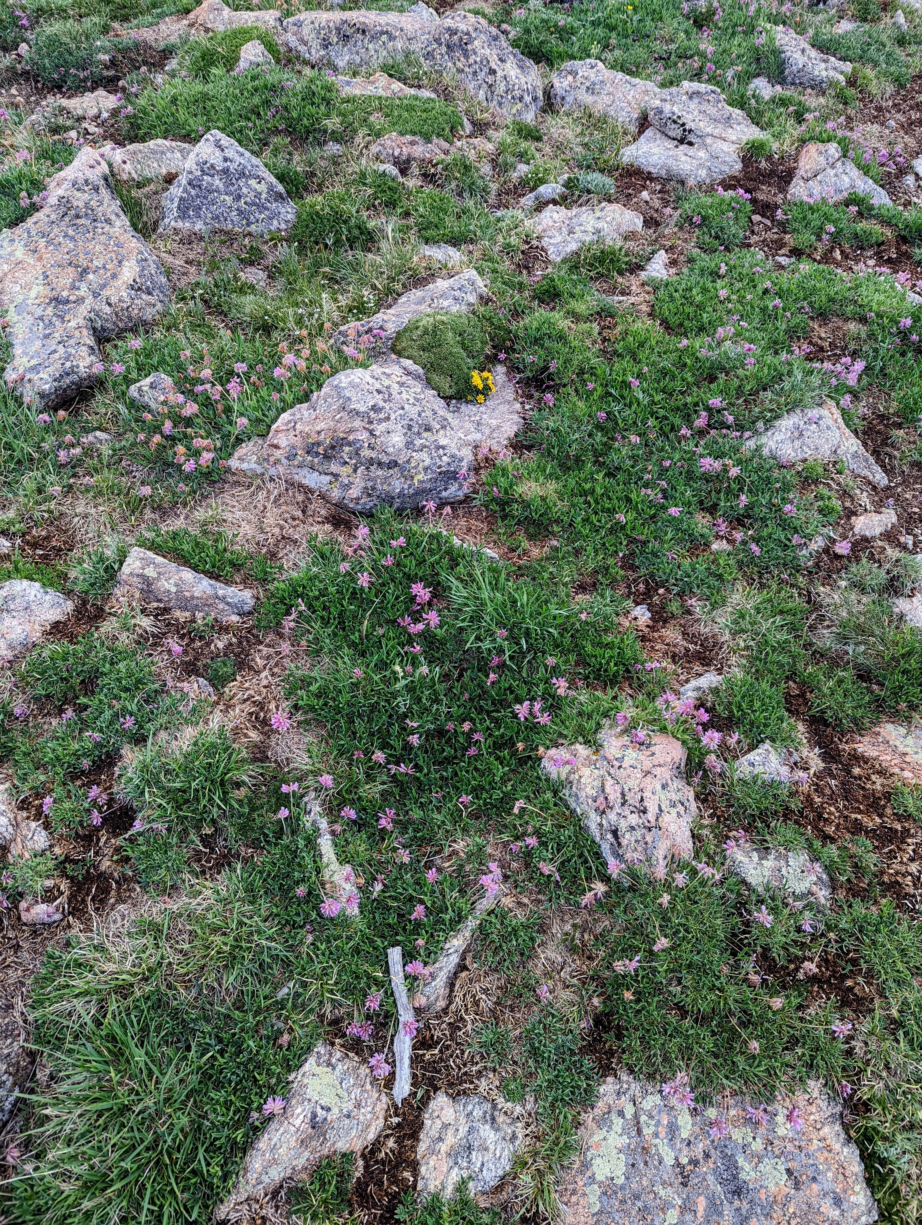 Beautiful pink flowers at the summit of Penitente Peak in the Pecos Wilderness.