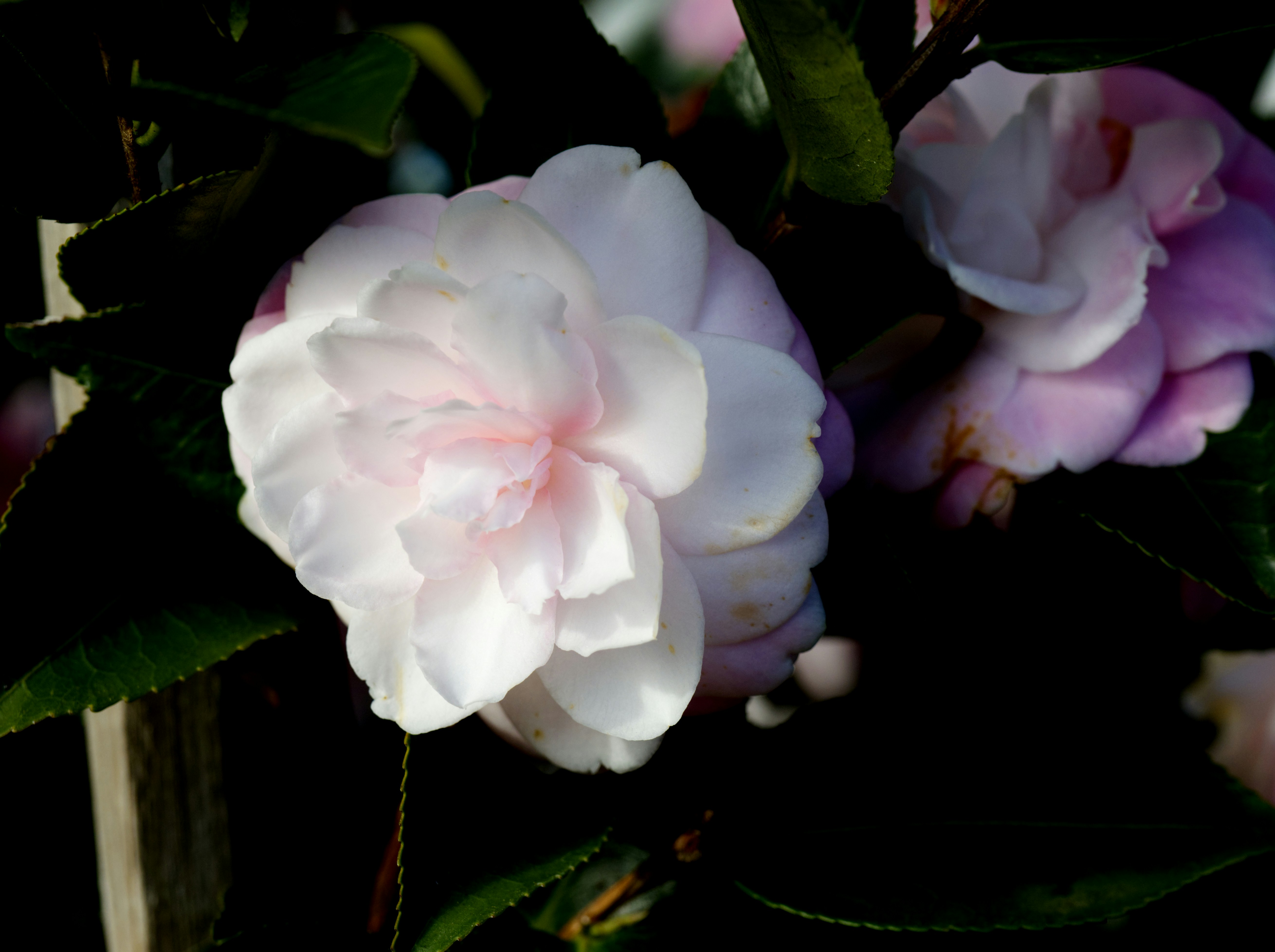 Soft Pink Blossom in Partial Shade