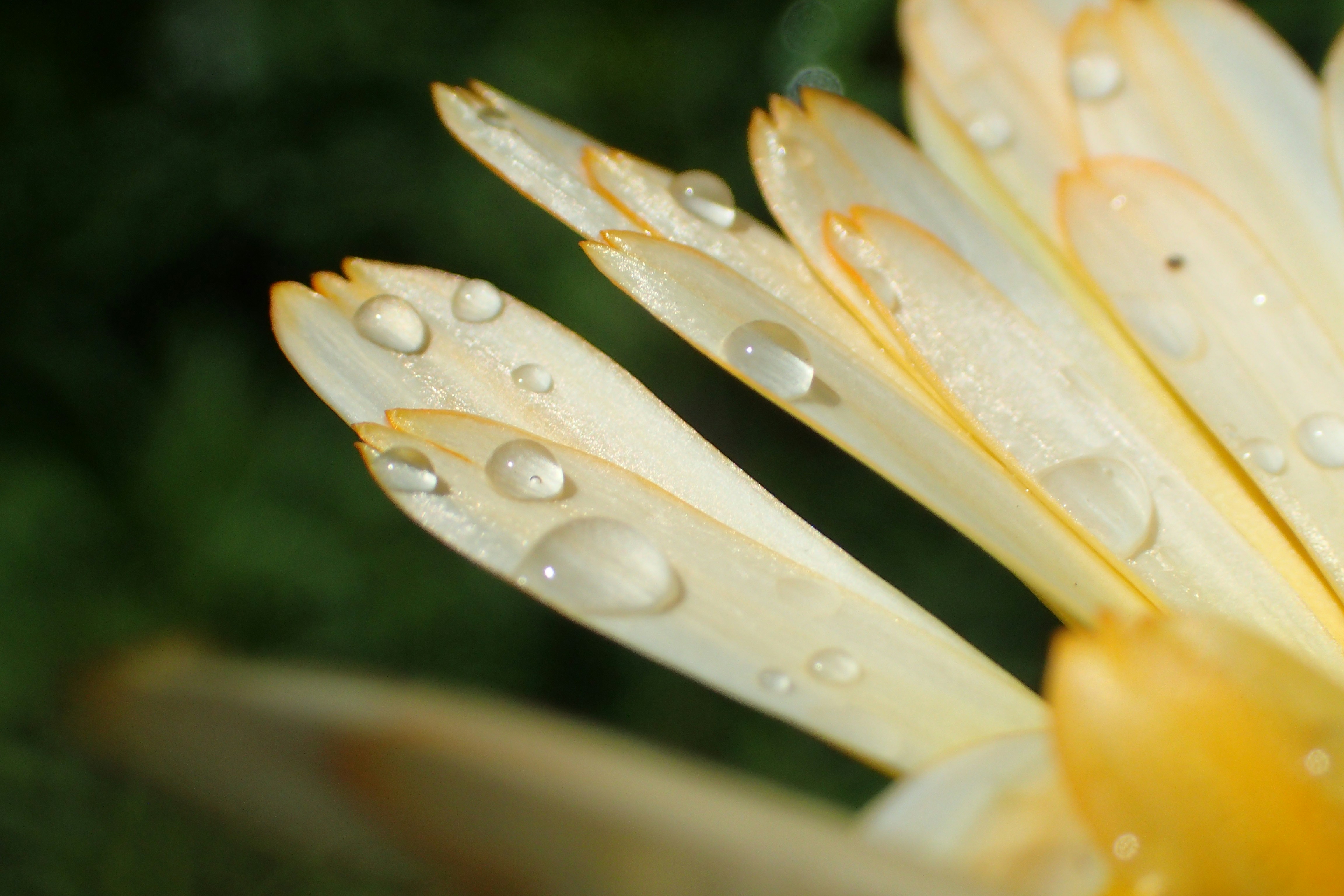 Delicate flower petals glisten with droplets of water, showcasing intricate details and textures. The vibrant colors contrast beautifully against a blurred green background.