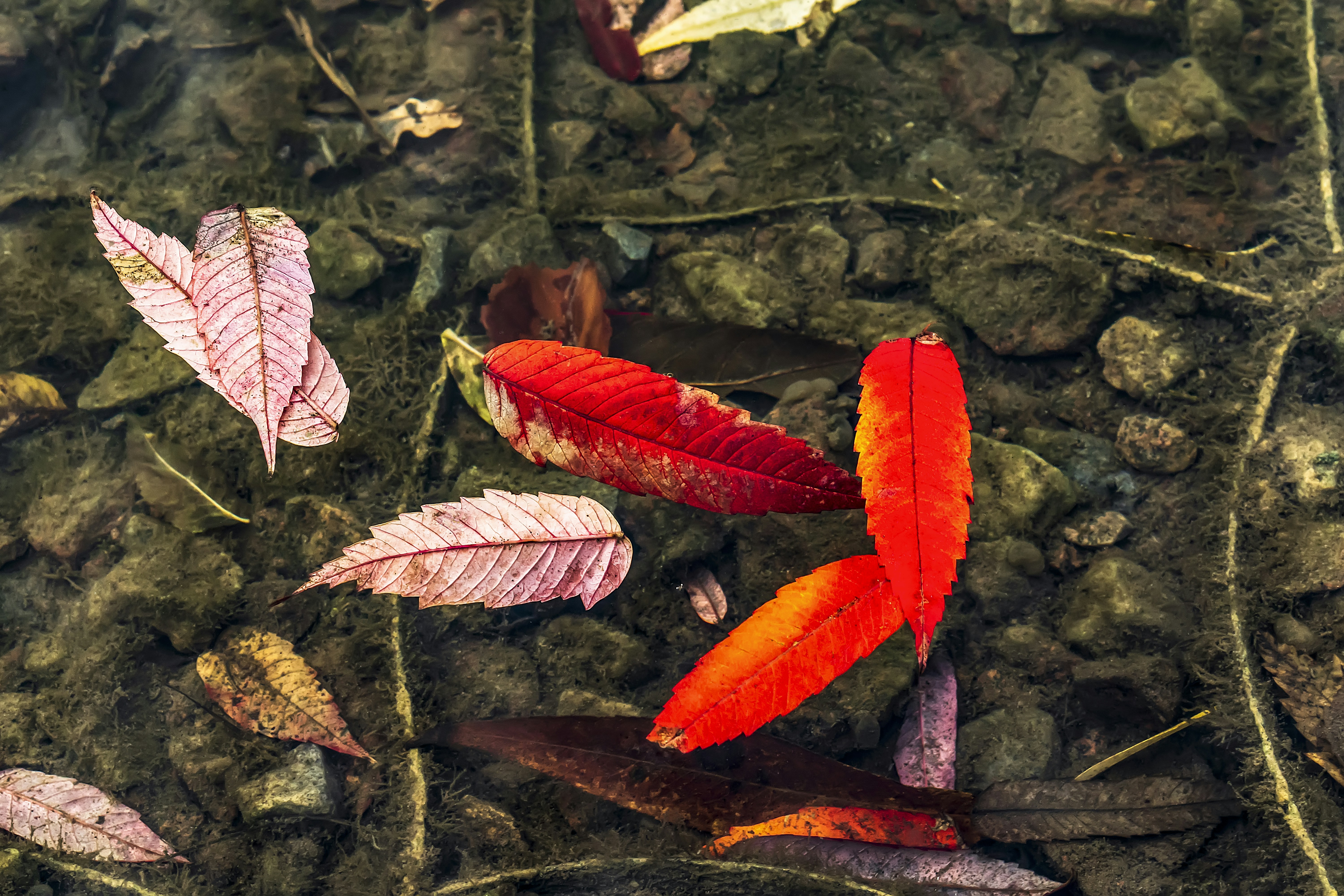 The fall is amazing in any place. But it`s most amazing in the forest or in parks. Fallen colourful leaves are everywhere on the ground. It is the fall.