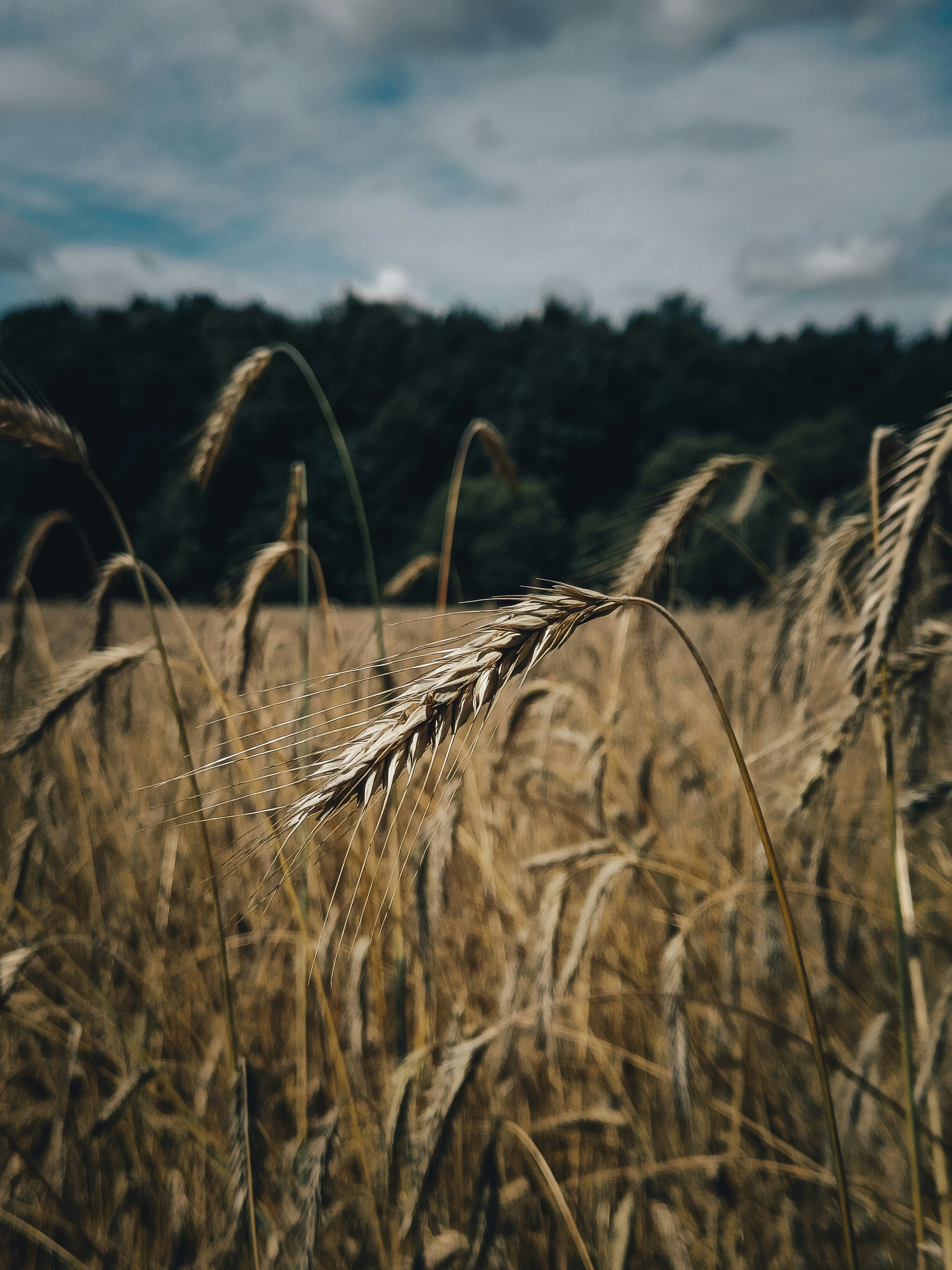 Ein Weizenfeld Foto – Kostenloses Bild zum Thema Gras auf Unsplash