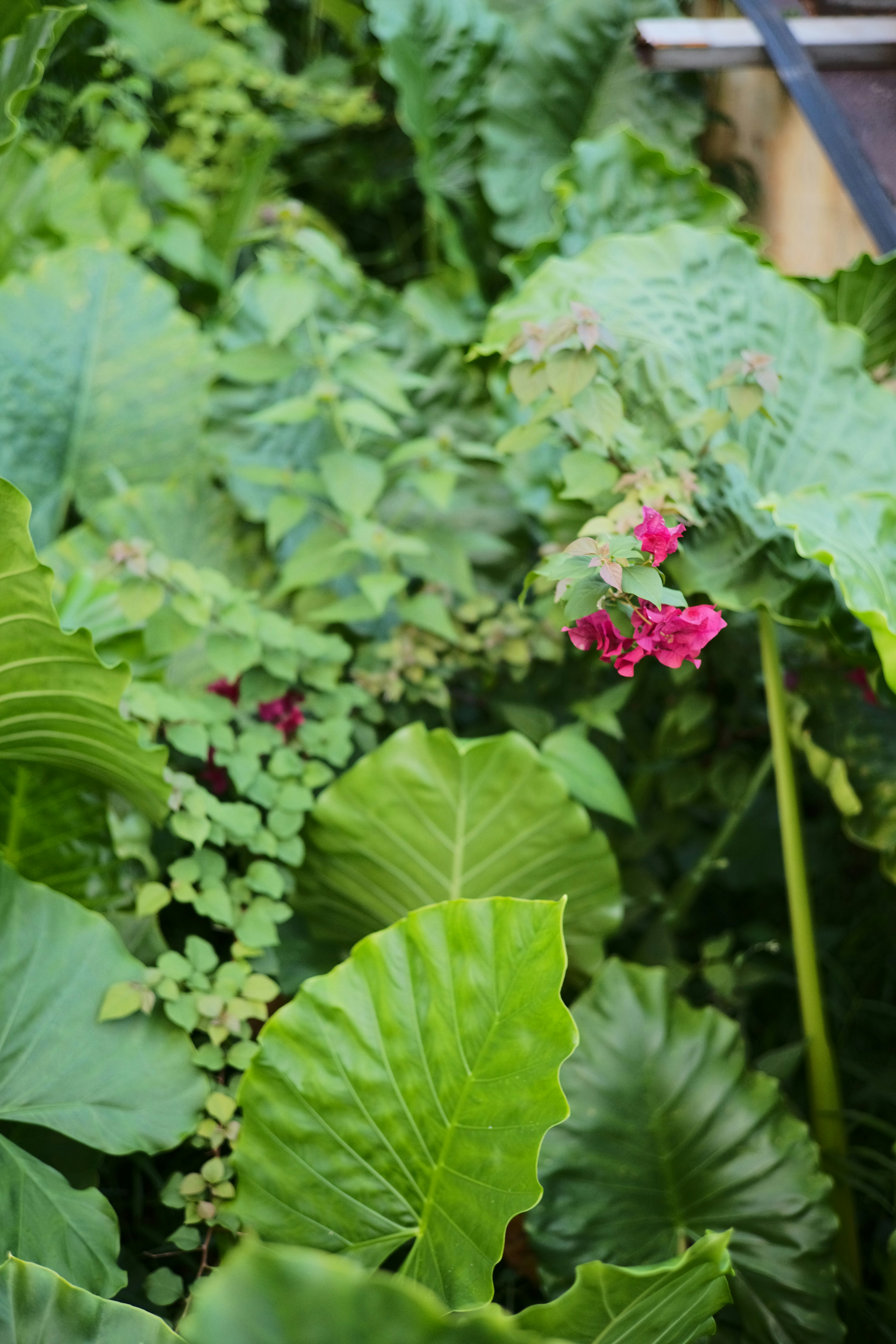 Emerald Fronds and a Dot of Rose in a Lush Garden Corner