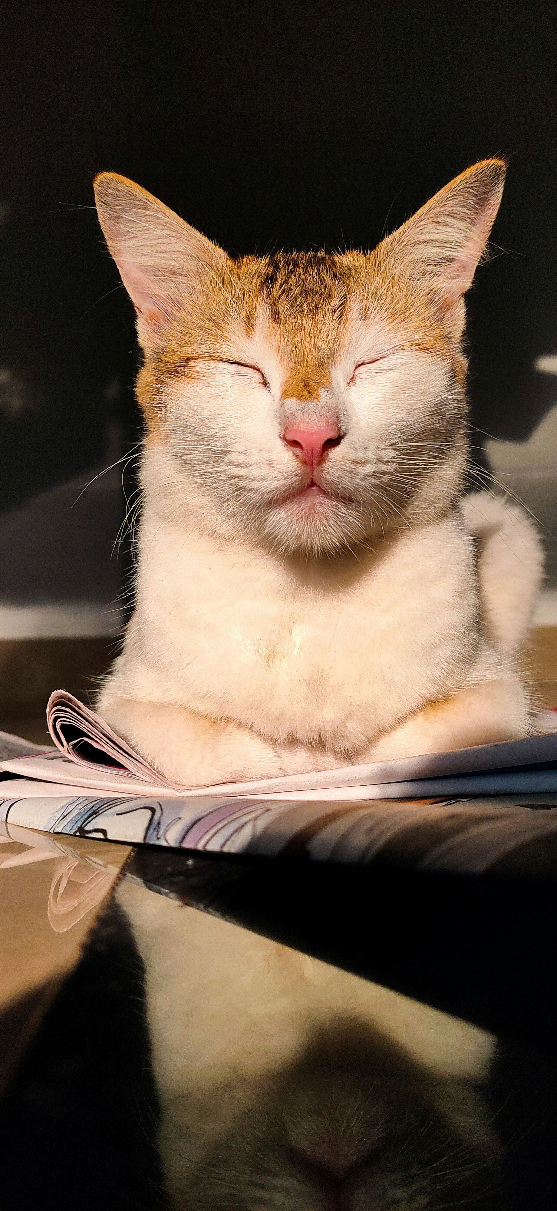 A relaxed cat with closed eyes rests on a magazine, basking in warm sunlight. The reflection on the surface adds depth to the serene scene.