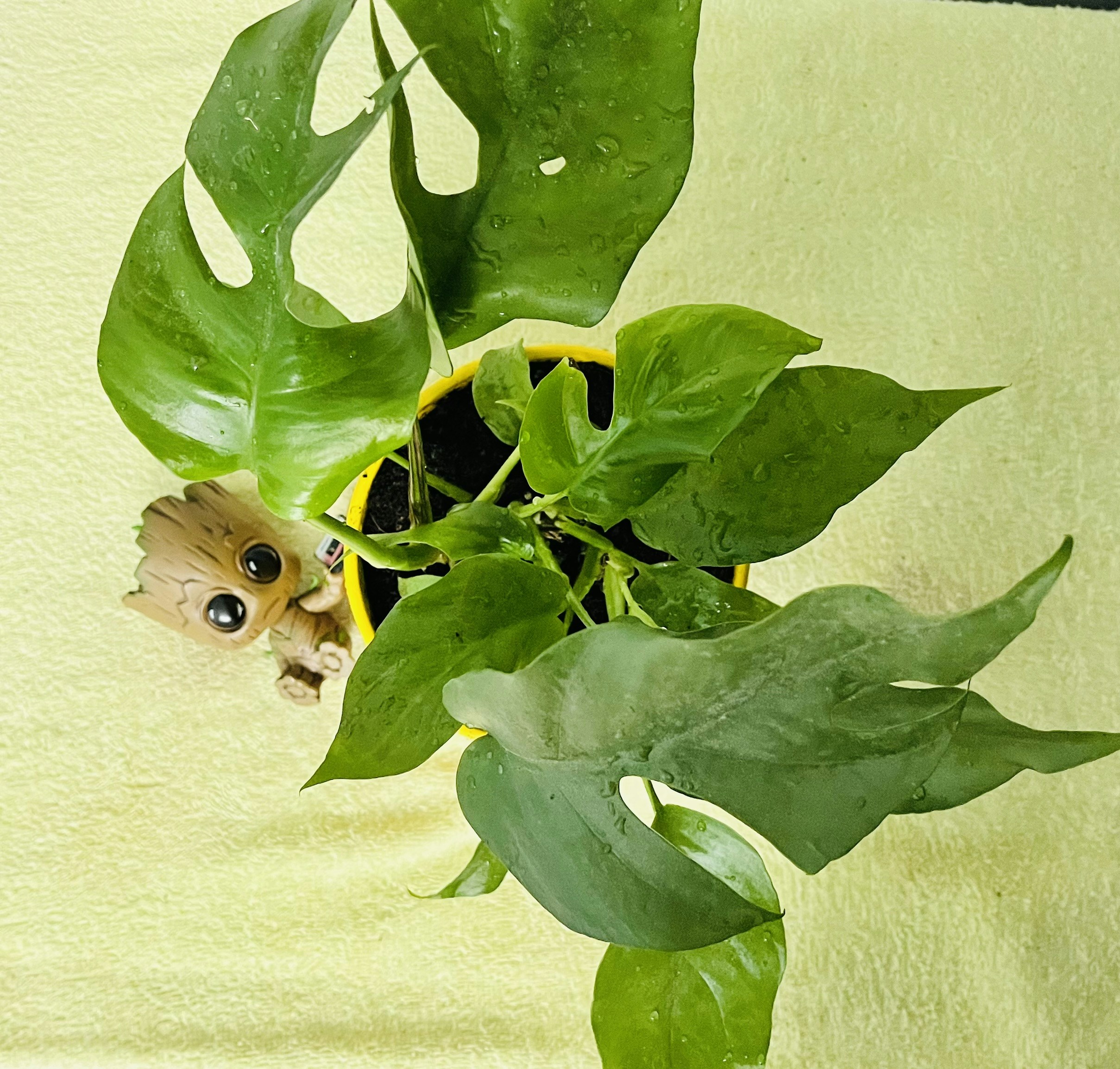 a butterfly on a plant