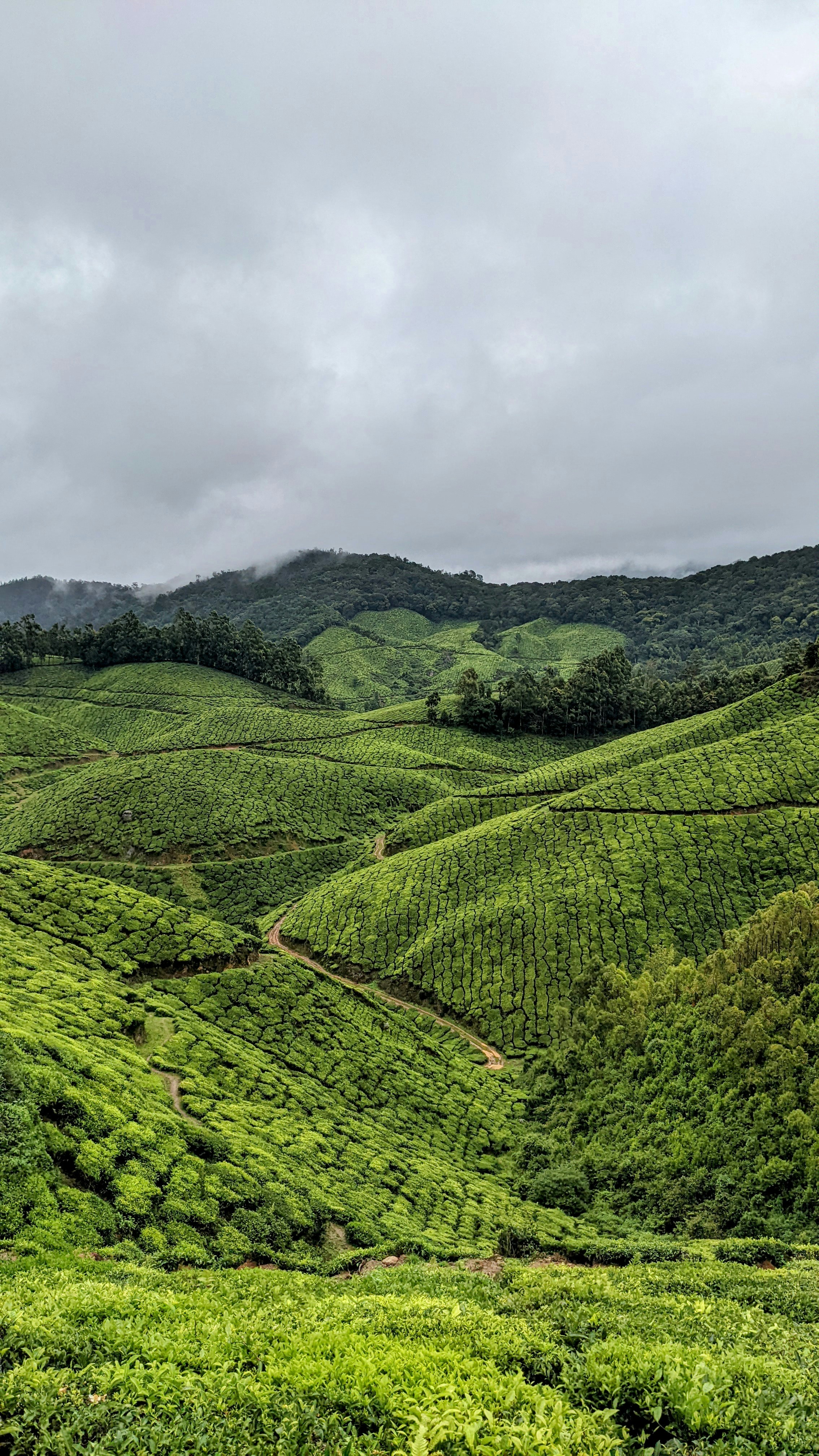 Lush green tea plantations undulate across rolling hills under a cloudy sky, showcasing the artistry of nature's design.