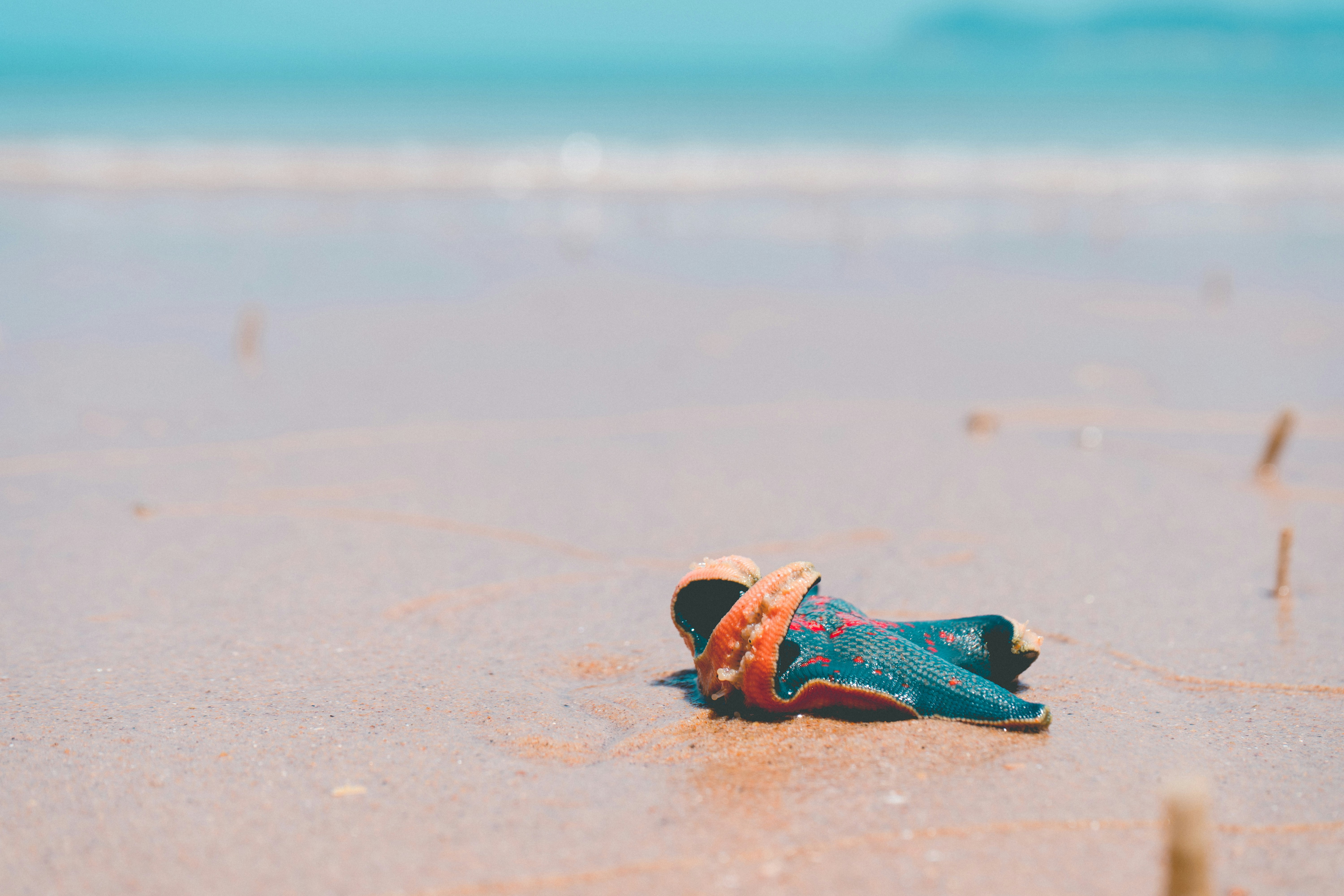 A vibrant, weathered shell rests on the sandy beach, surrounded by gentle waves and distant horizons.
