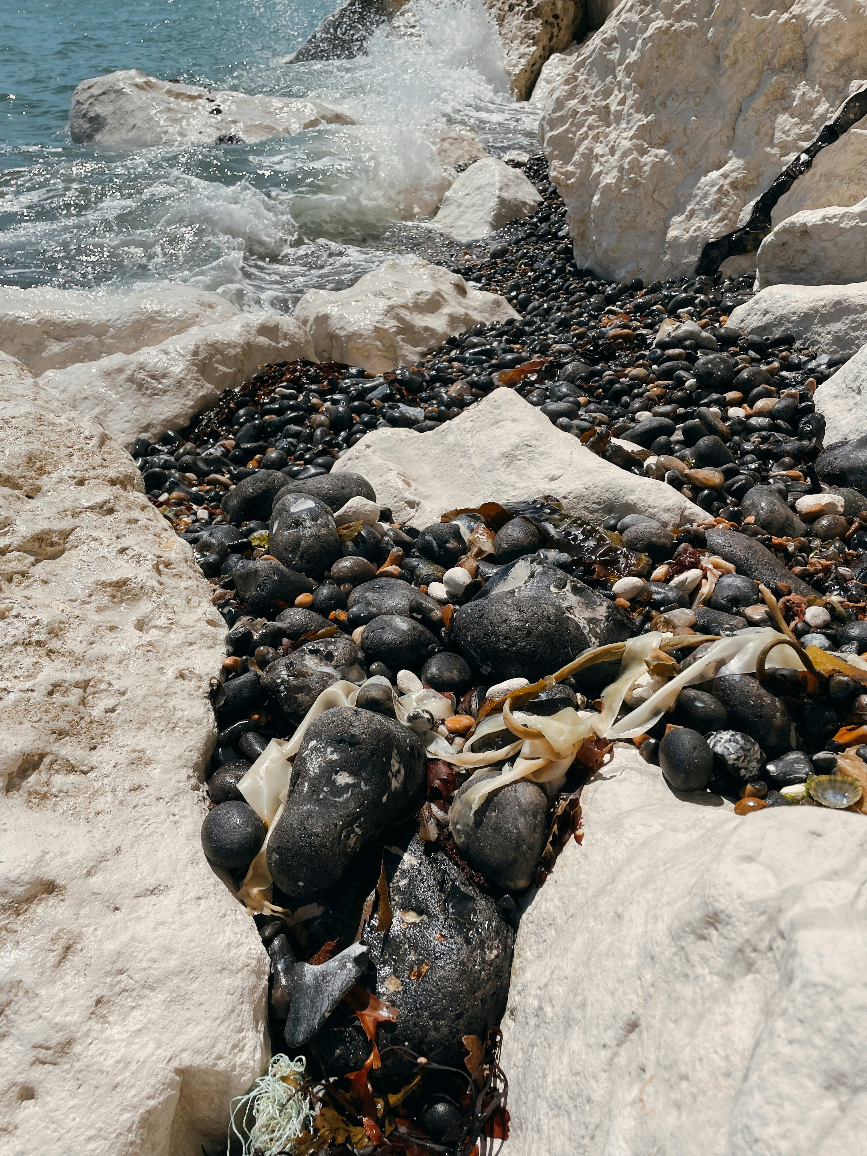 A group of sea turtles on a rocky beach photo – Free Grey Image on Unsplash