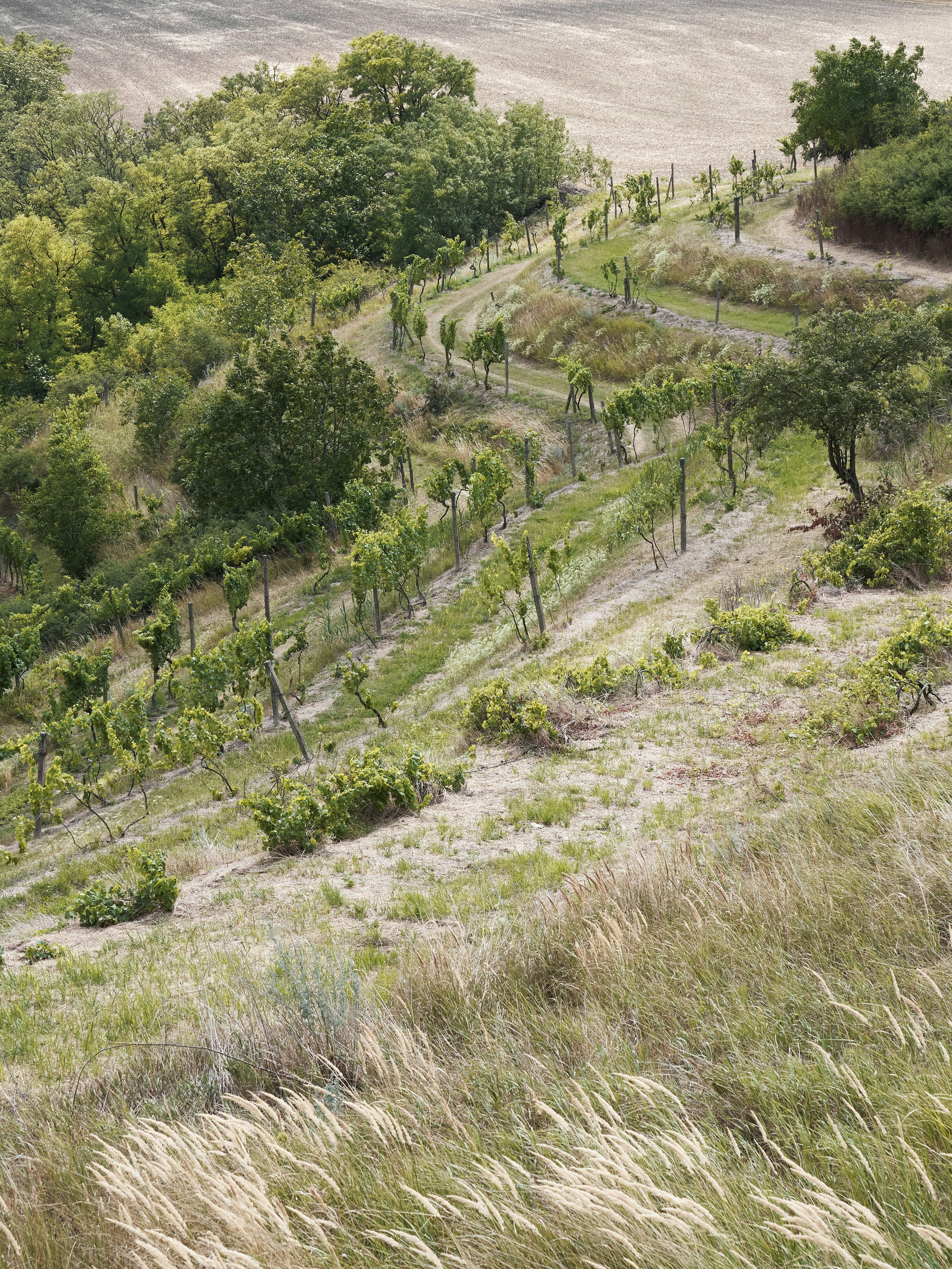 Lush vineyard rows on a sloping hillside surrounded by dense green foliage.