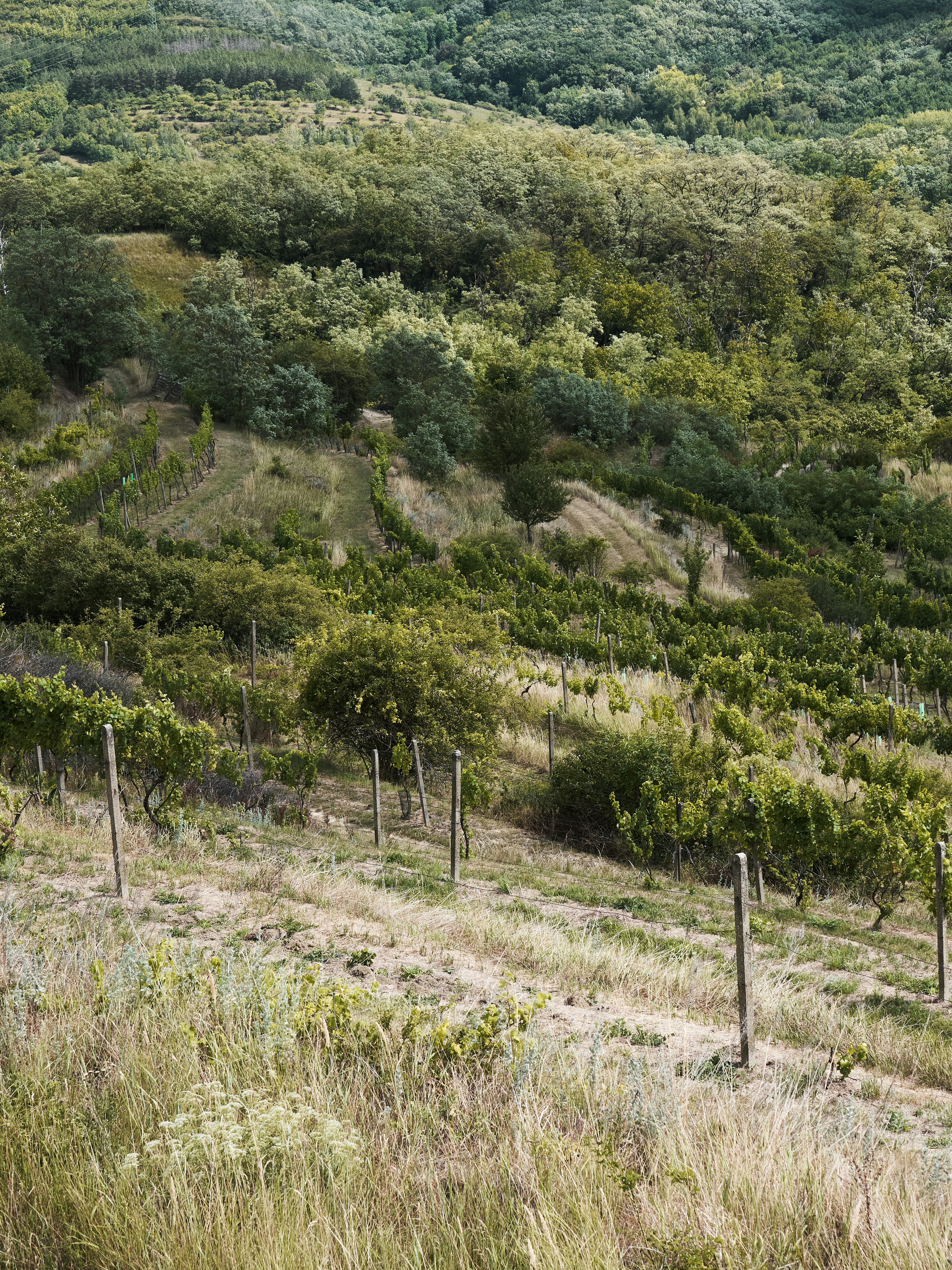 Vineyard Rows on a Gentle Slope
