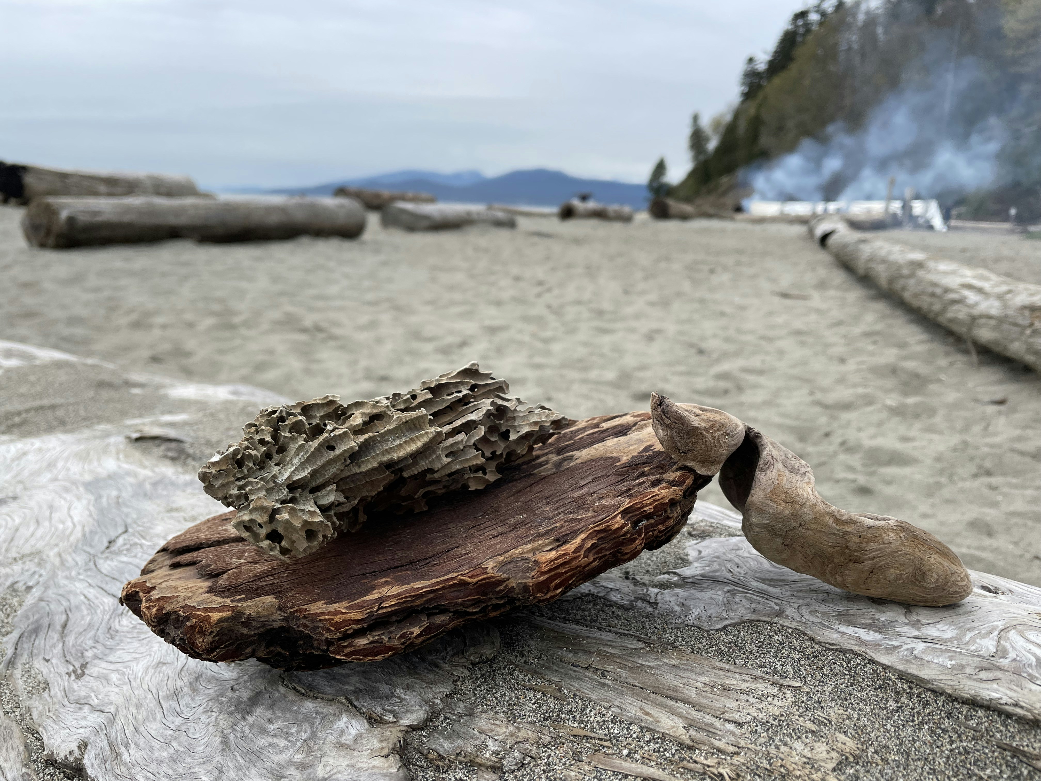 A group of snakes on a log photo – Free Wood Image on Unsplash