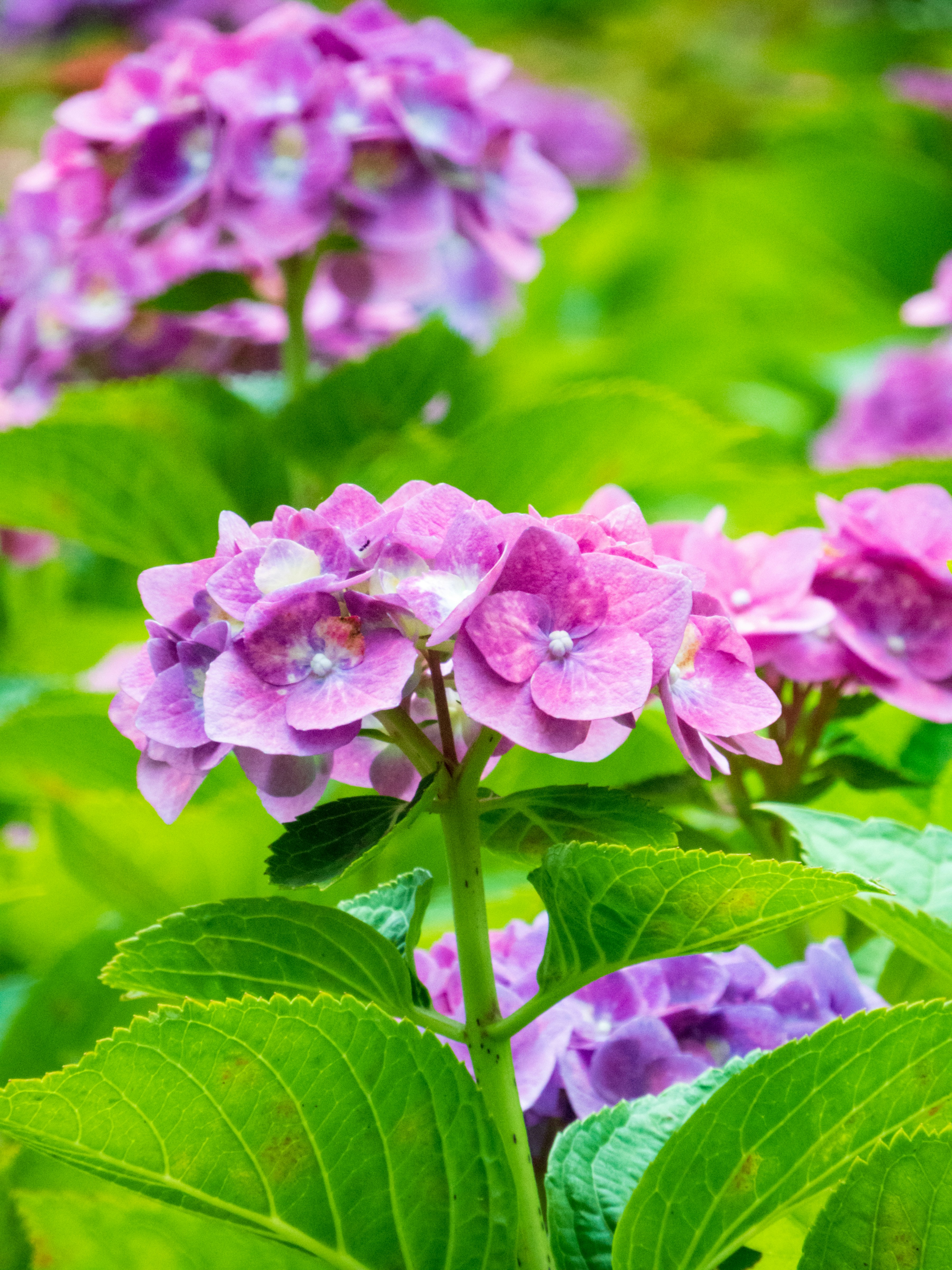 Puple Flower 사진 | Unsplash에서 무료 이미지 다운로드