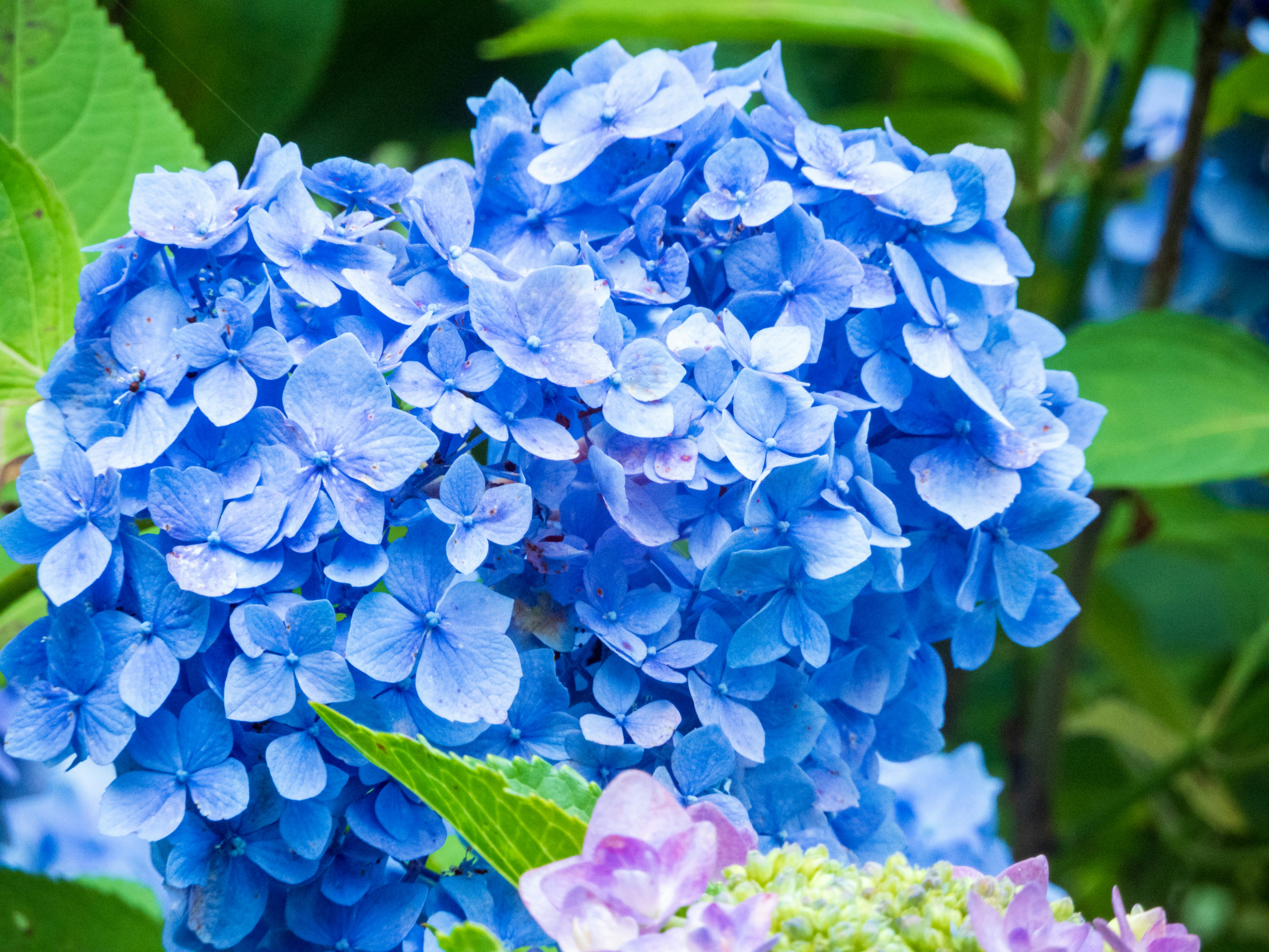 A group of blue flowers photo – Free Japan Image on Unsplash