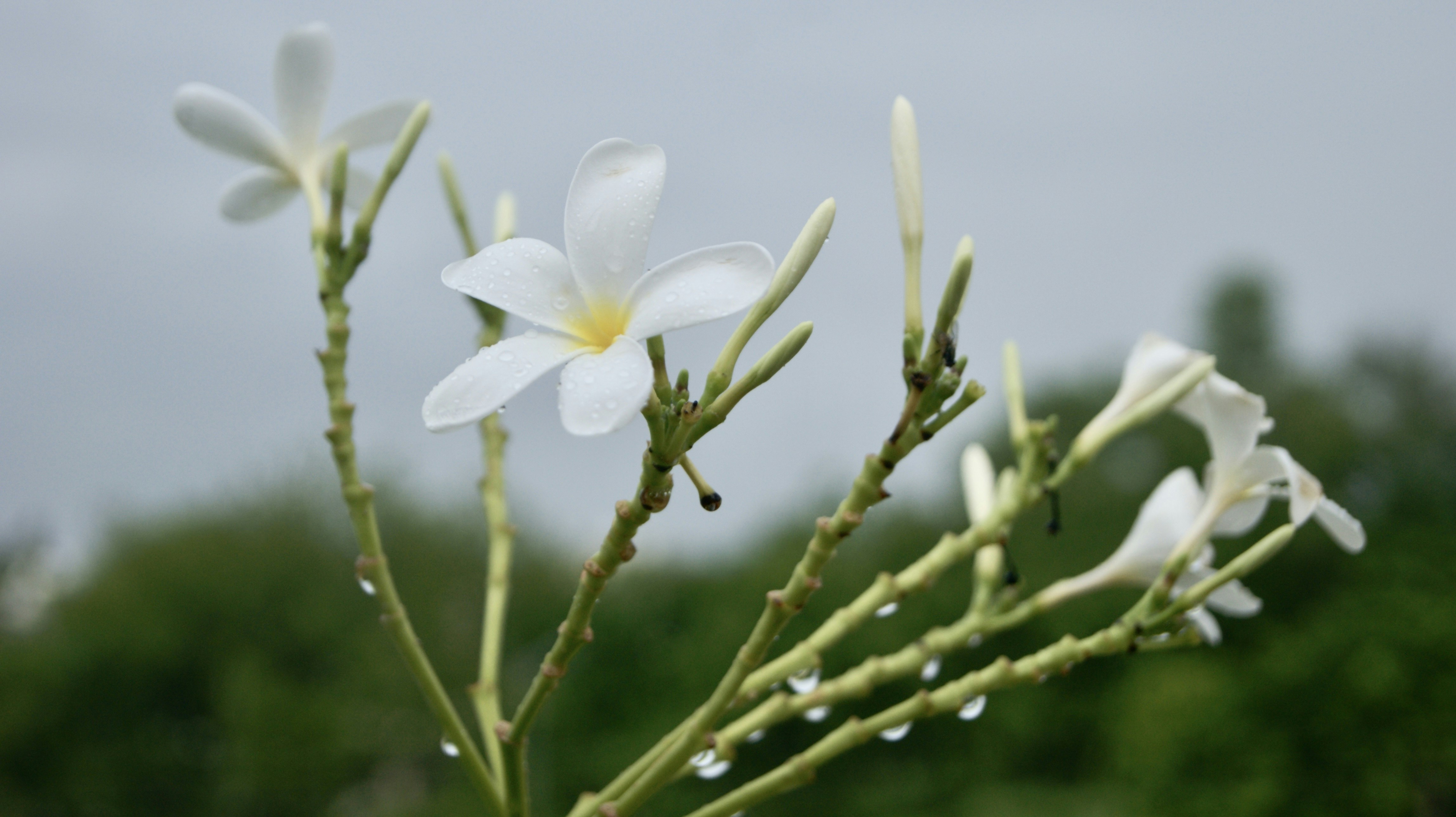 White Plumeria Portrait: Delicate Reaches of Petals Against a Blurred Garden