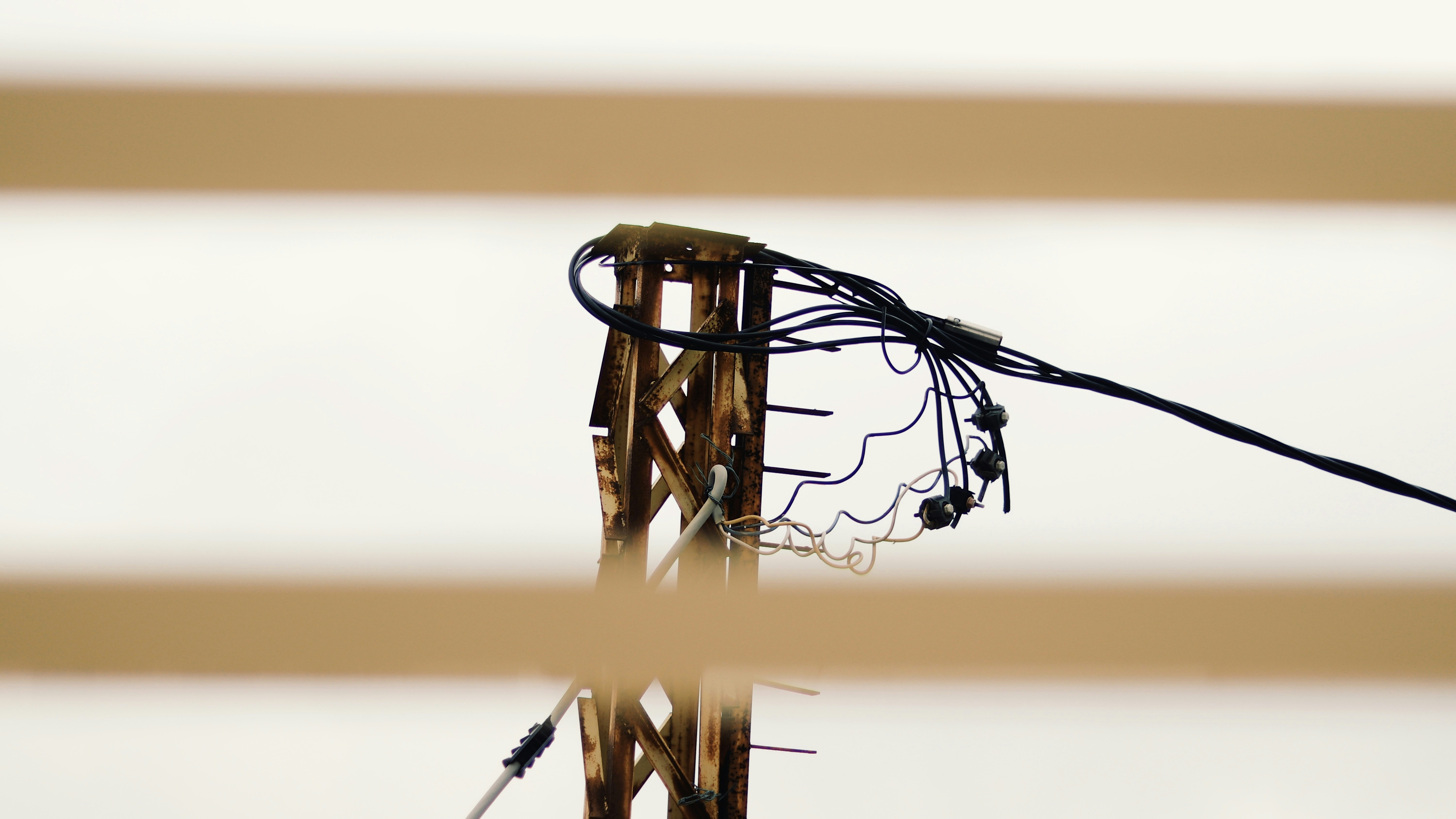 A close-up of a bug photo – Free Lebanon Image on Unsplash