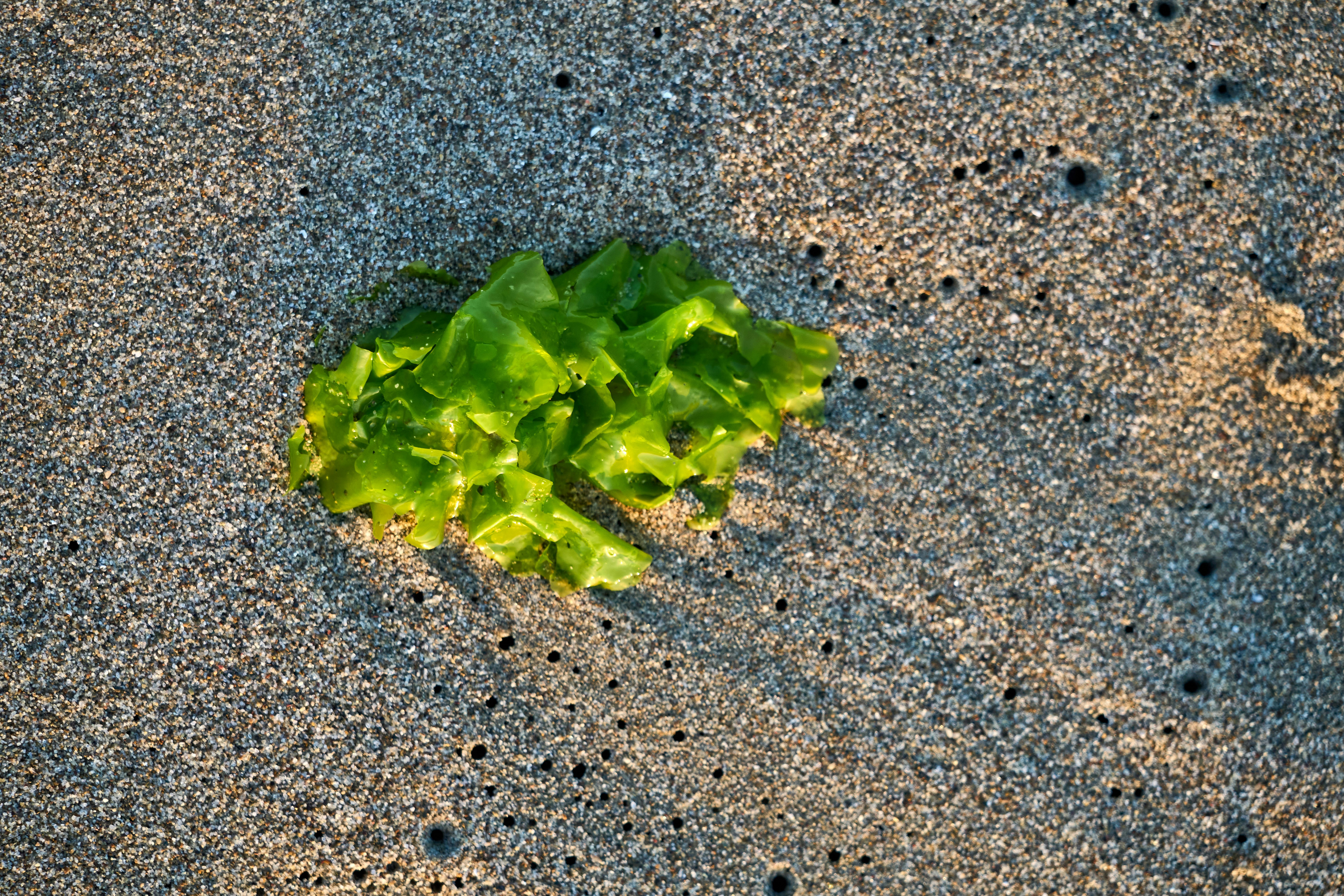 Emerald Leaf on Dune: Quiet Contrast Between Plant and Sand