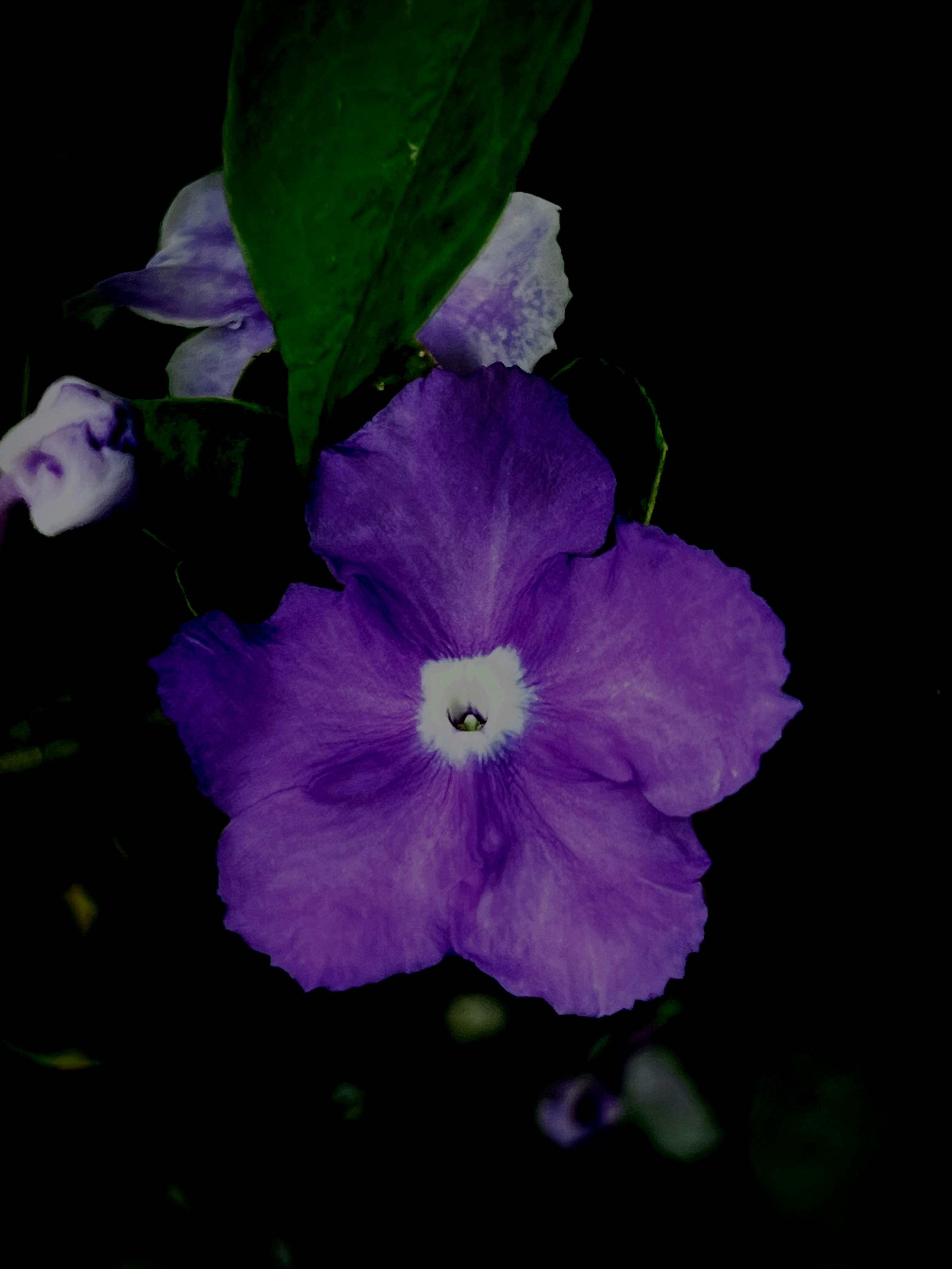 Midnight Violet: A Velvet Petunia Emerges in Quiet Light