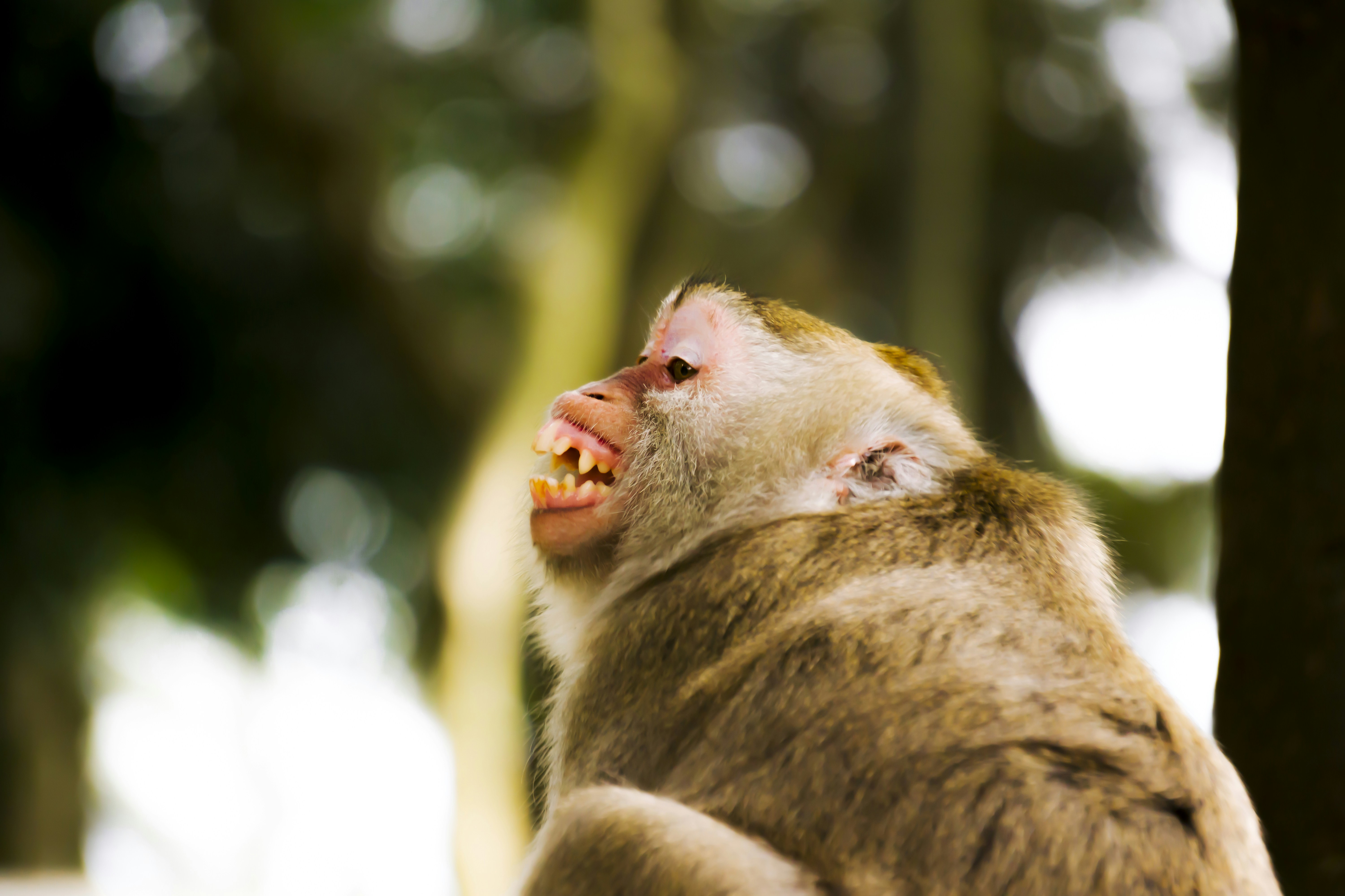 Aggressive Crested Moment: A Monkey Snarls in a Sunlit Forest