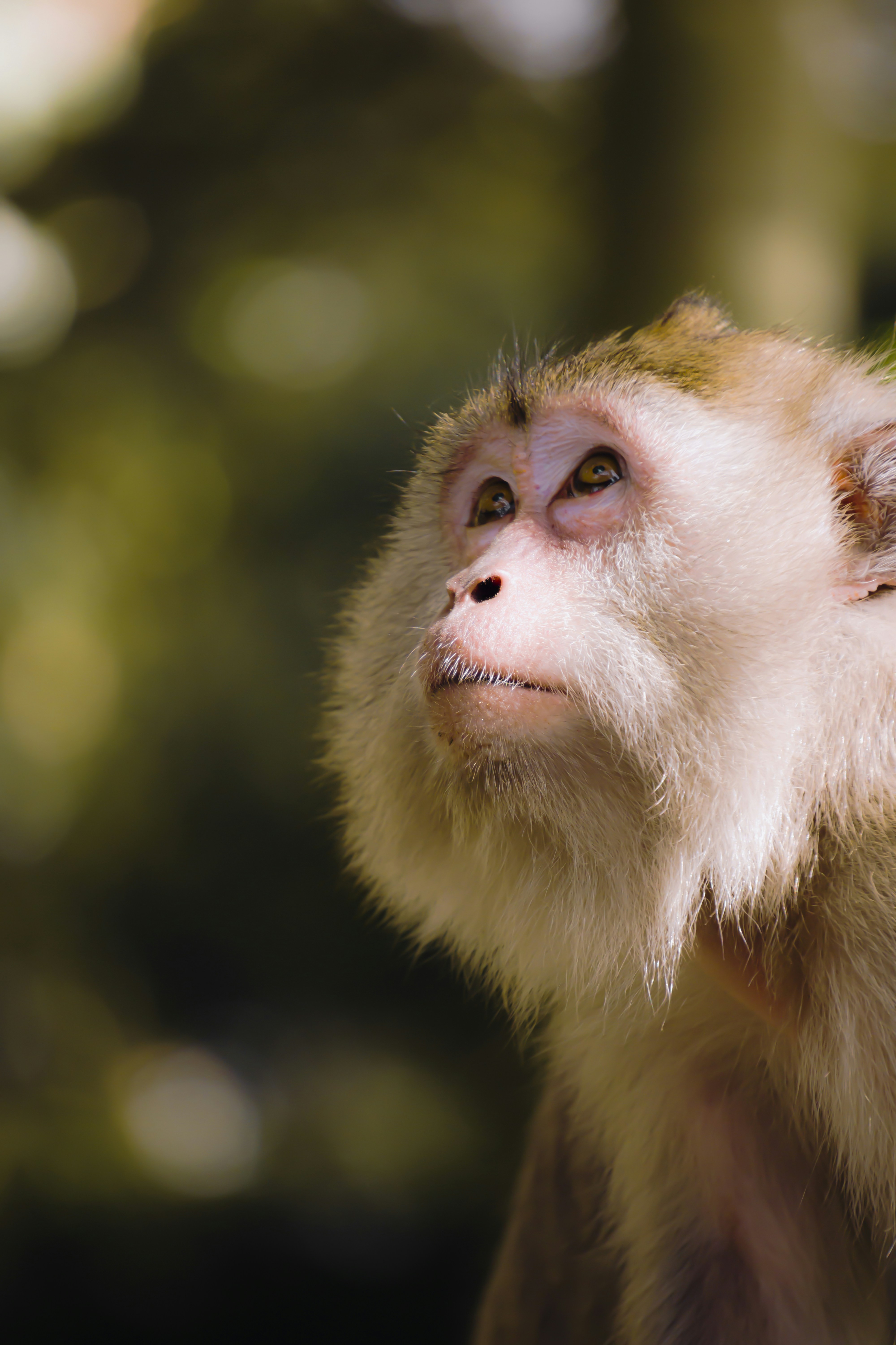 A monkey looking at the camera photo – Free Animal Image on Unsplash