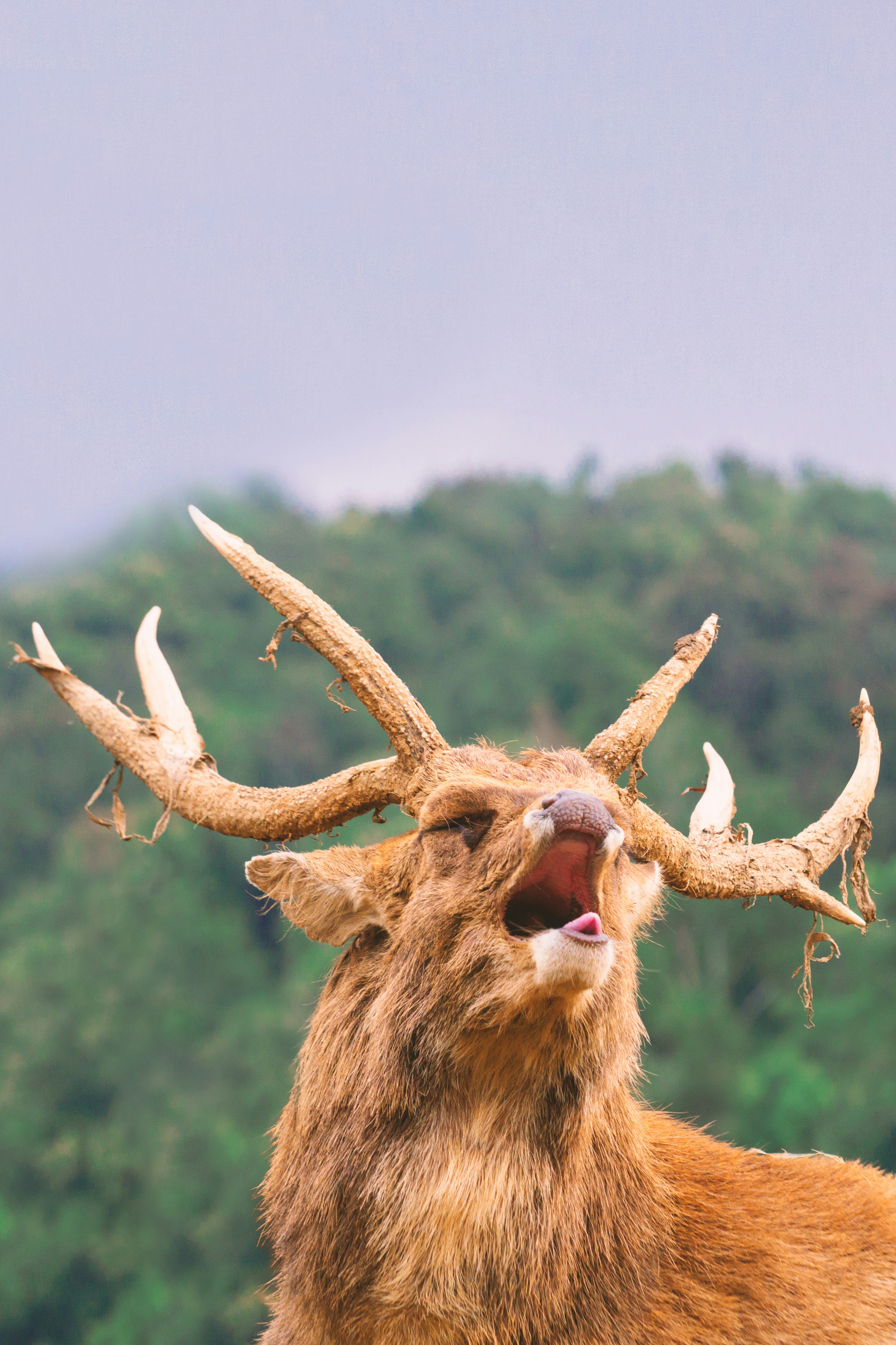 Antlered Summit: A Roaring Red Deer in a Quiet Forest Clearing