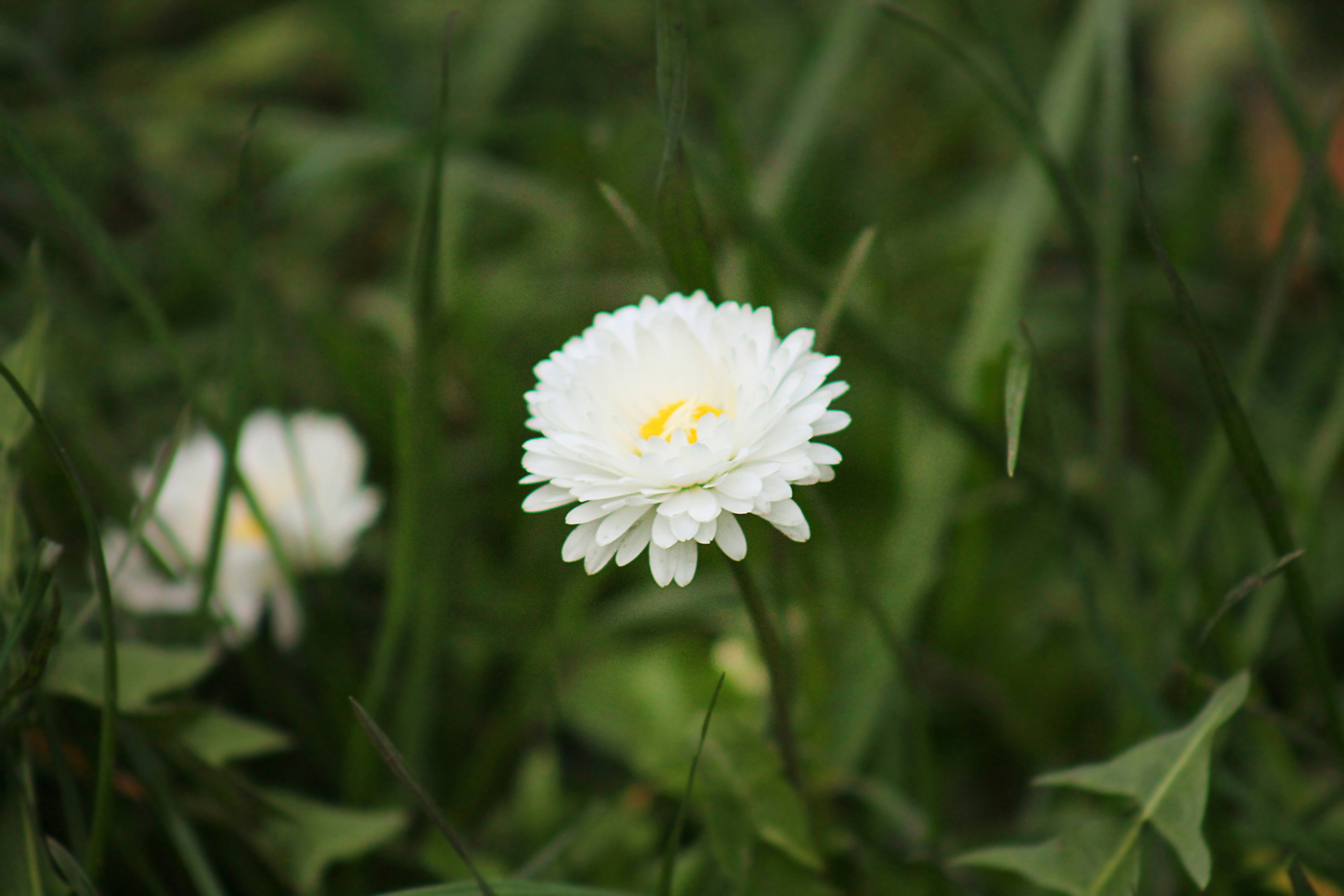 Quiet Radiance: A White Chrysanthemum Standing Out in Grass