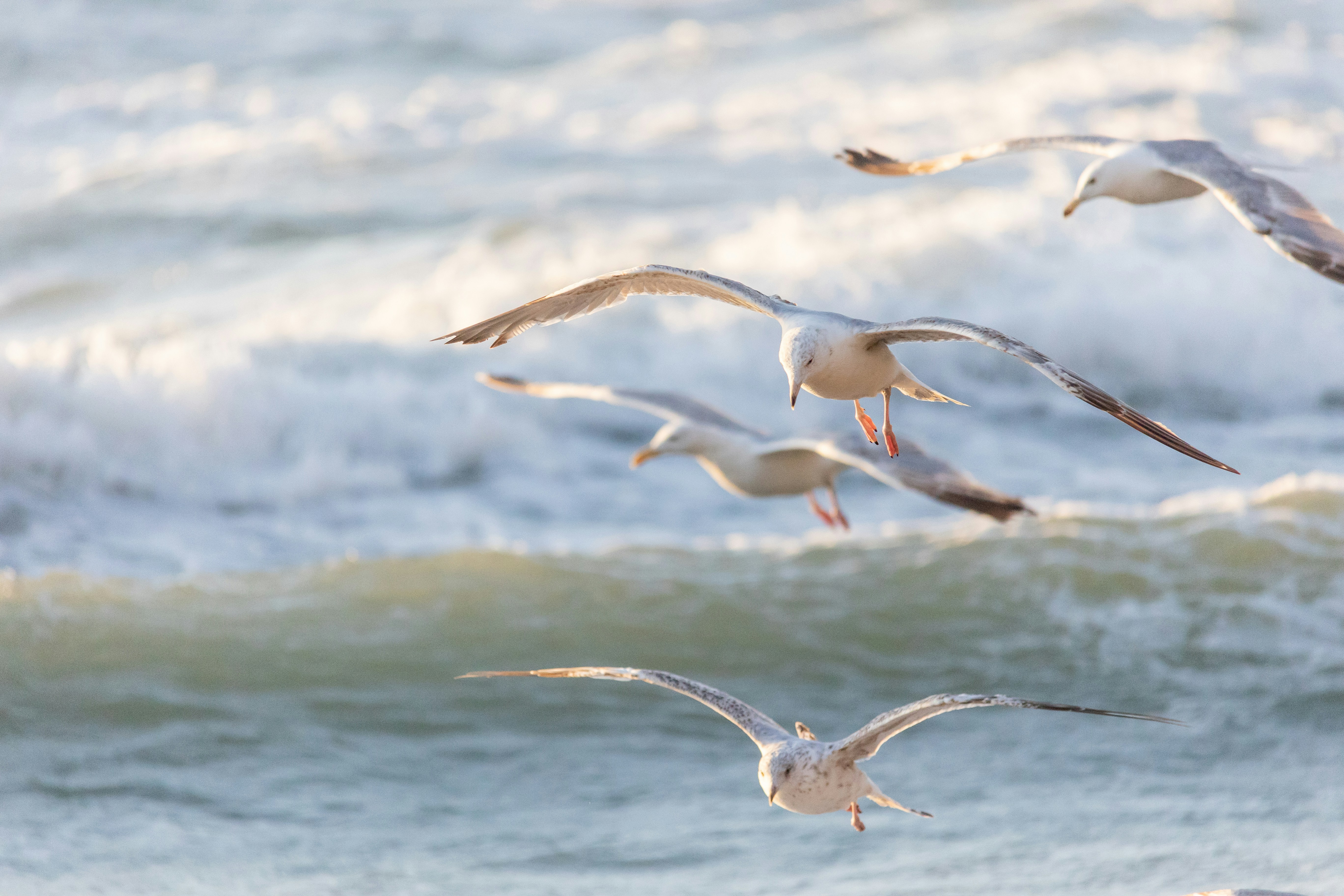 Birds flying over water photo – Free Denmark Image on Unsplash
