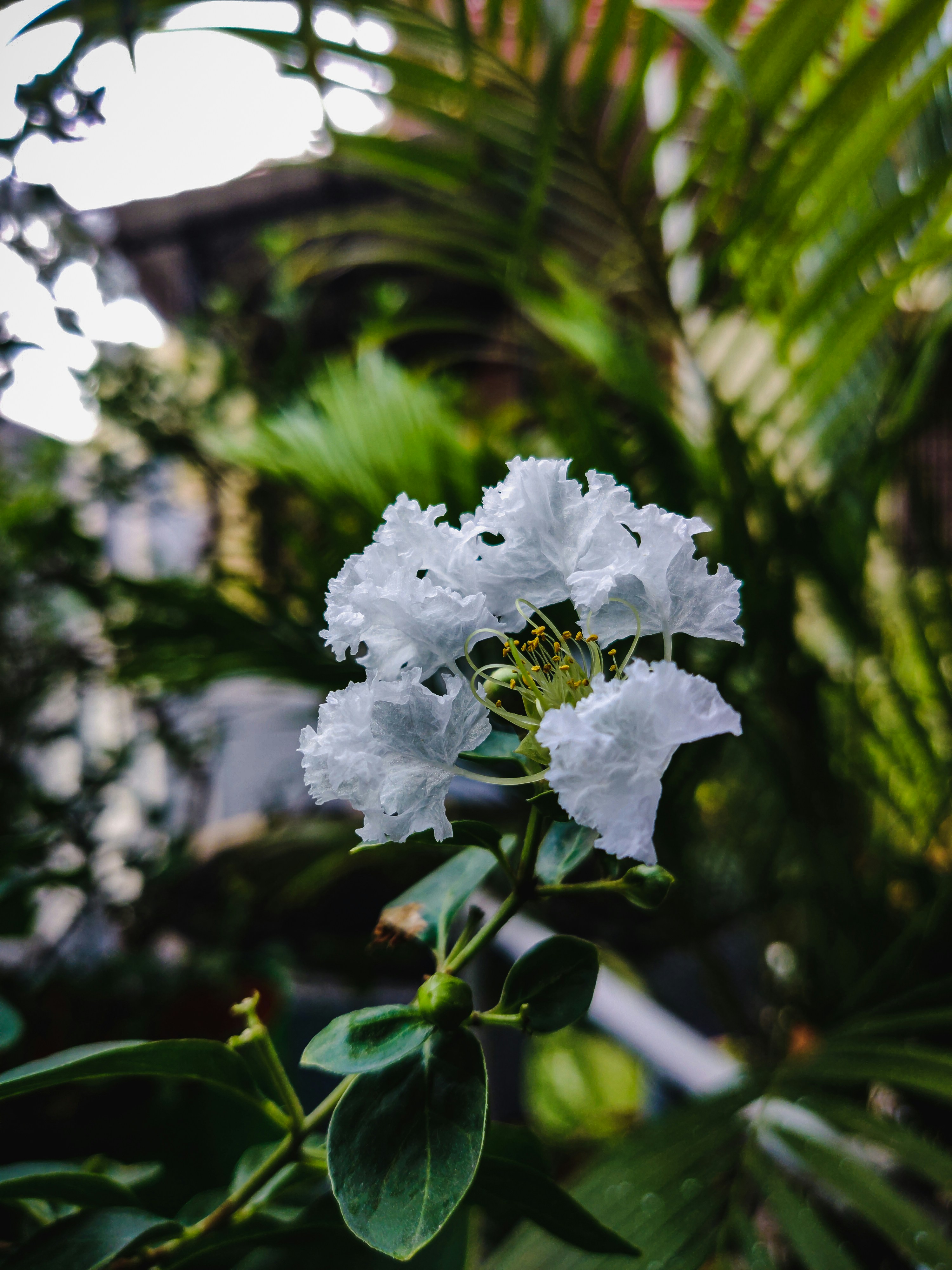 White flower in sharp focus against a lush green backdrop.