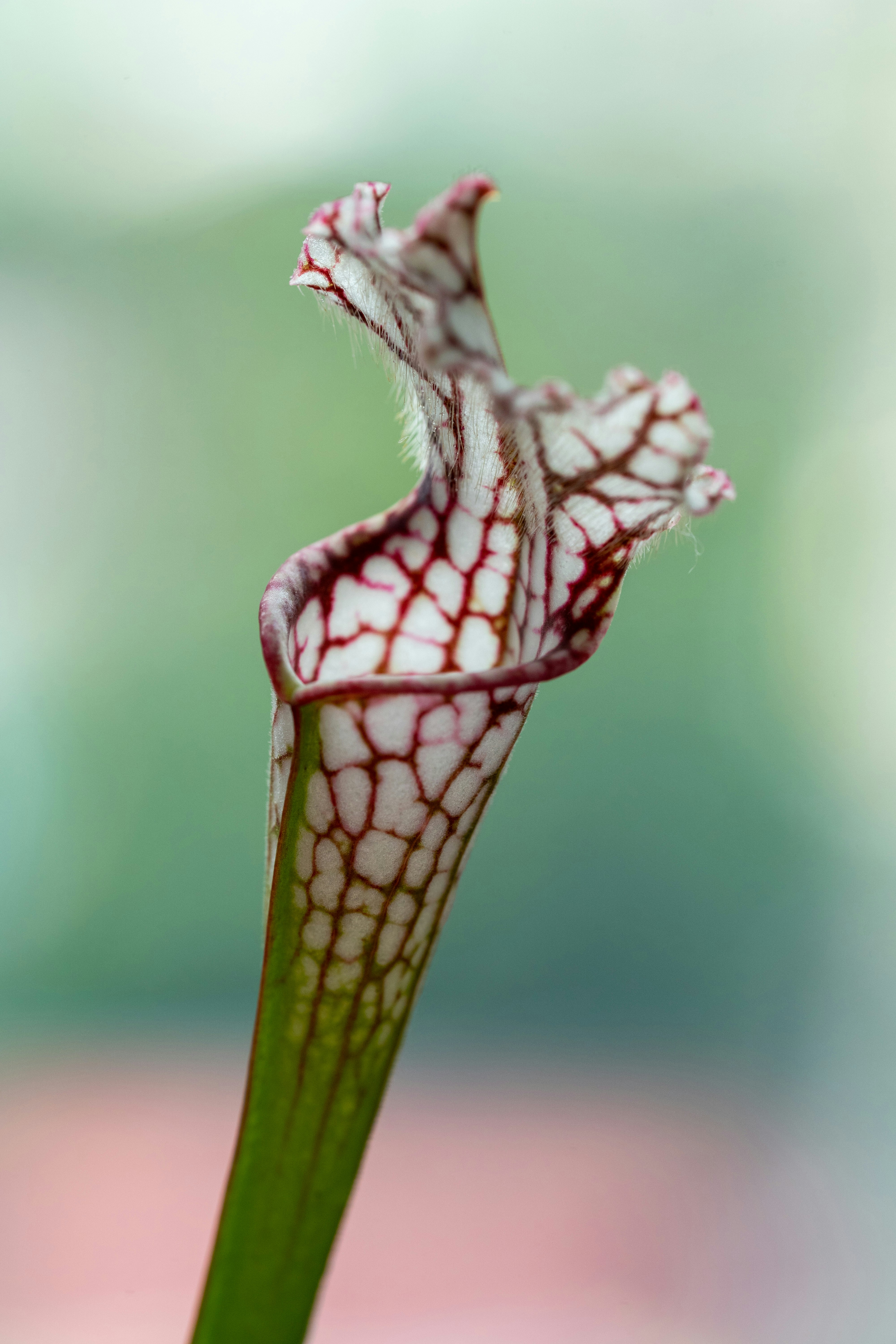 Crimson-veined trumpet: a macro portrait of a pitcher plant