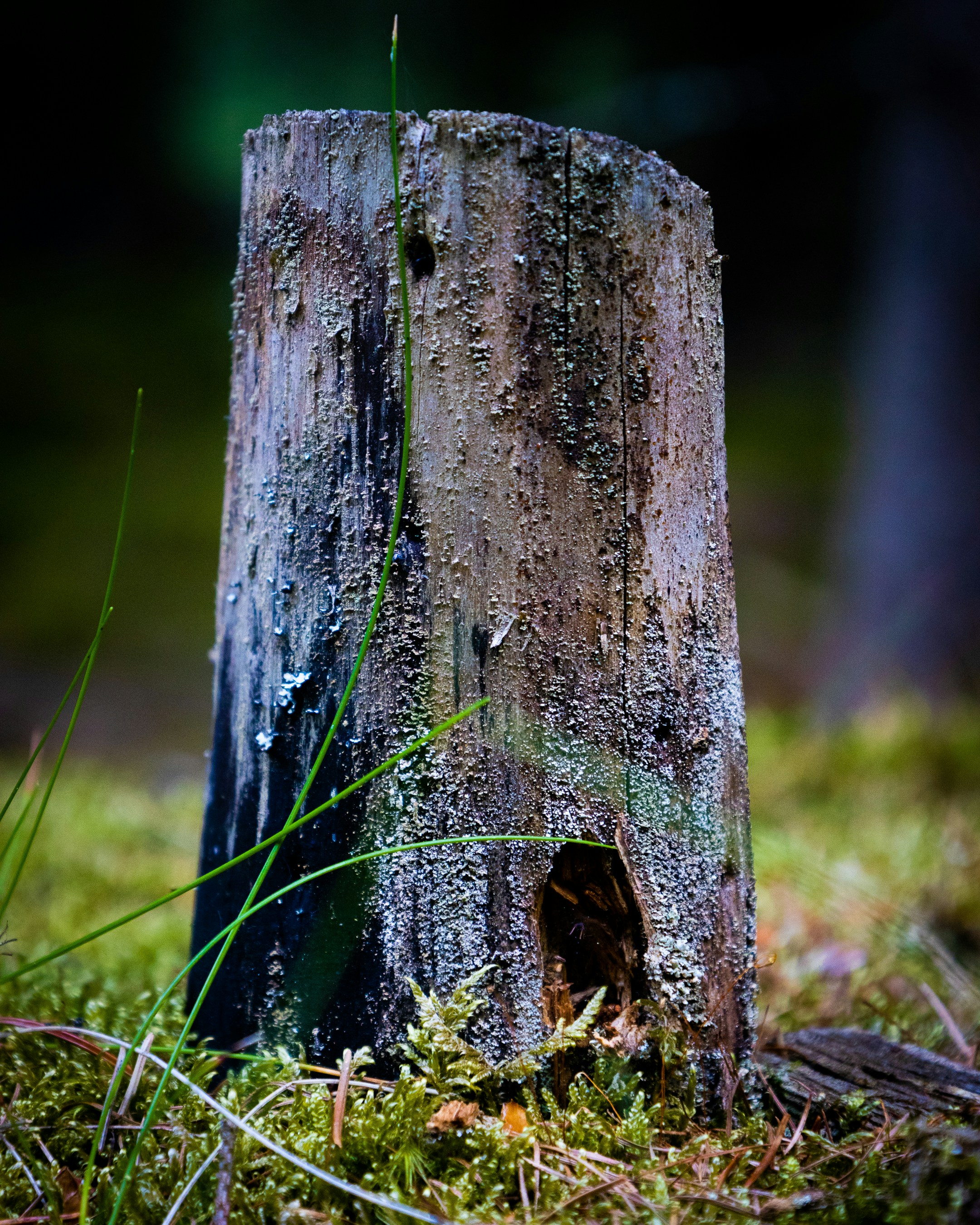 A weathered tree stump adorned with moss and delicate grass, showcasing the beauty of natural decay in a serene woodland setting.