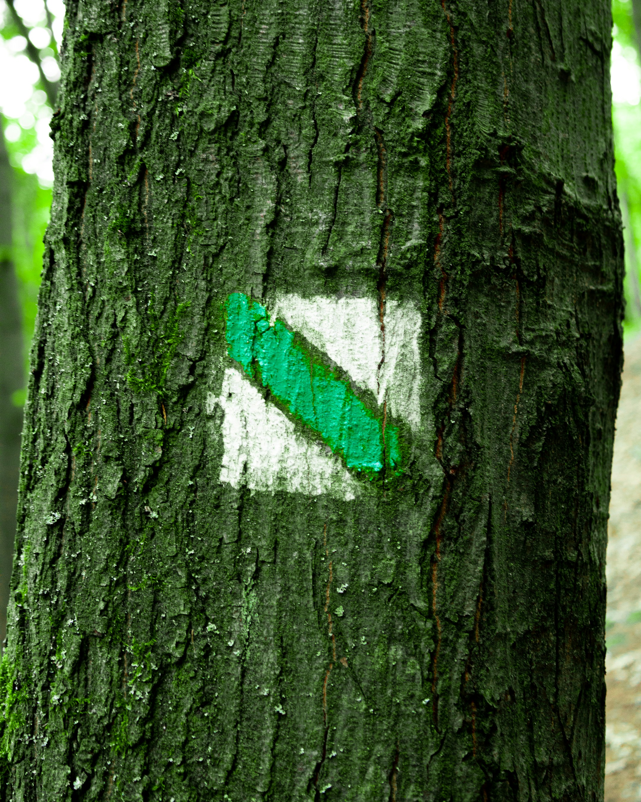 Green Diagonal Trail Marker Embedded in Rough Forest Bark
