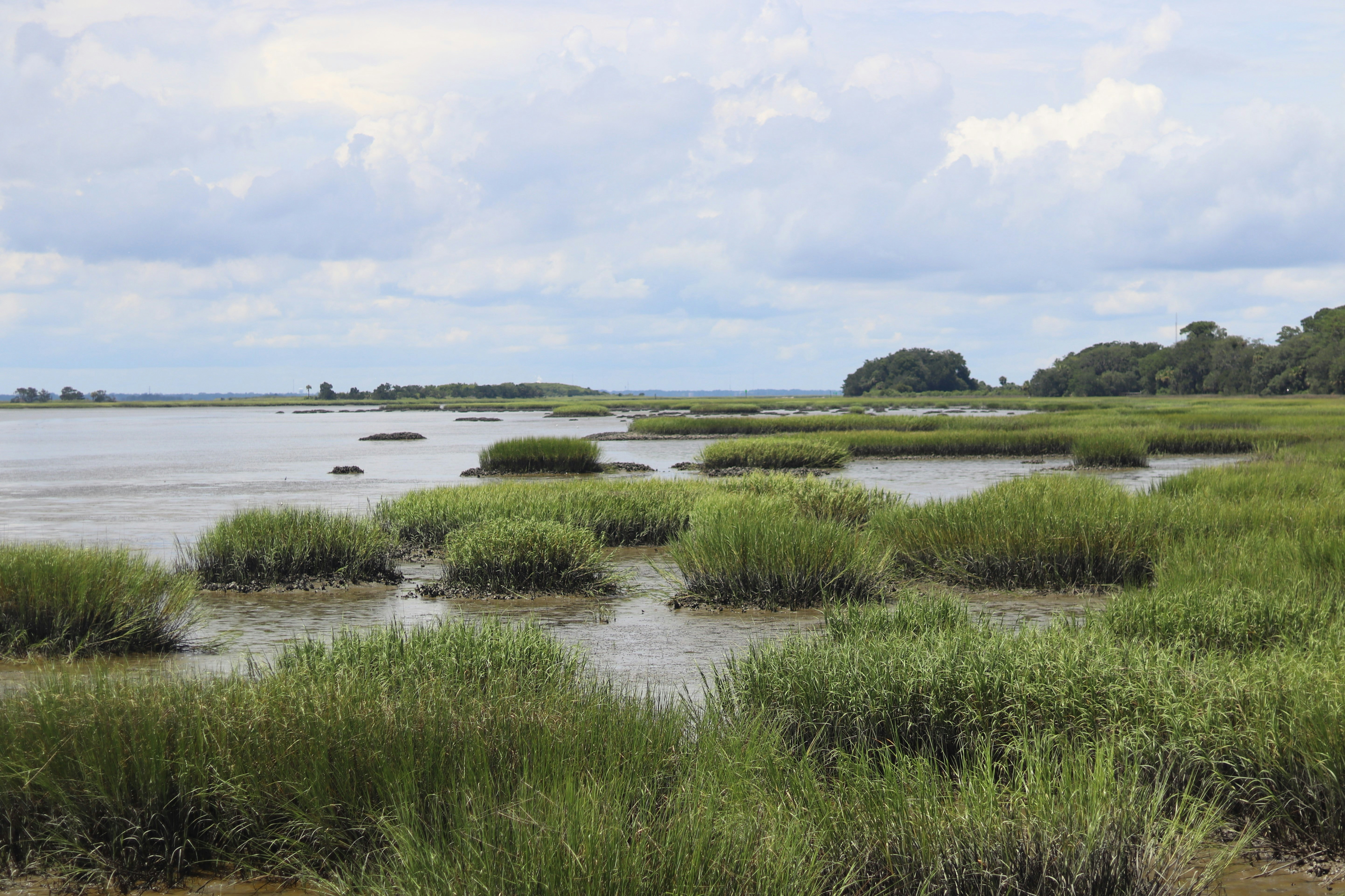 A marshy area with small plants photo – Free Land Image on Unsplash