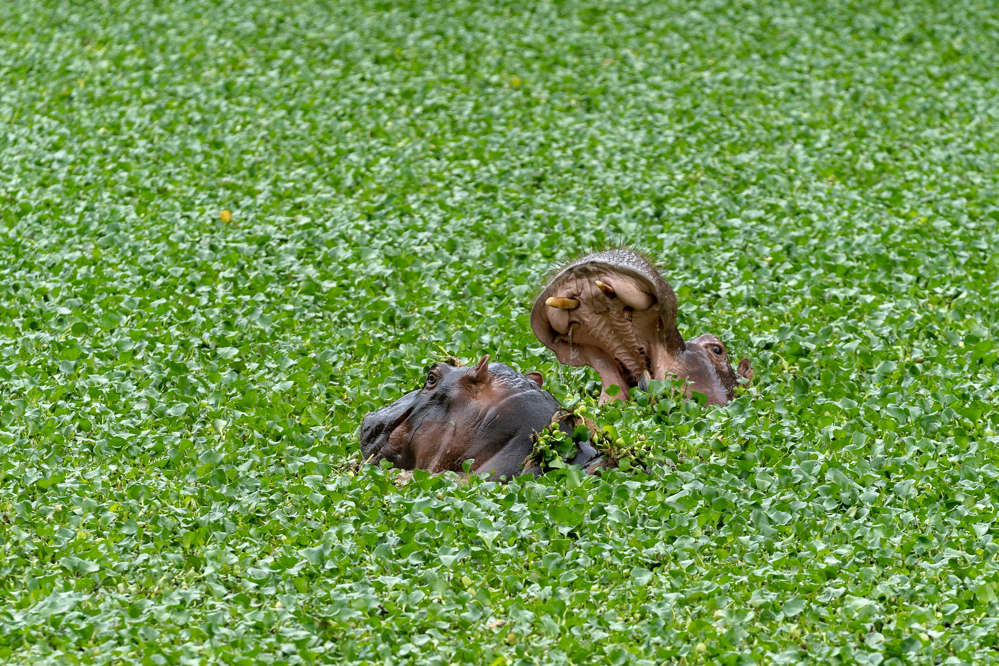Two hippos enjoying cool water on a sunny hot day