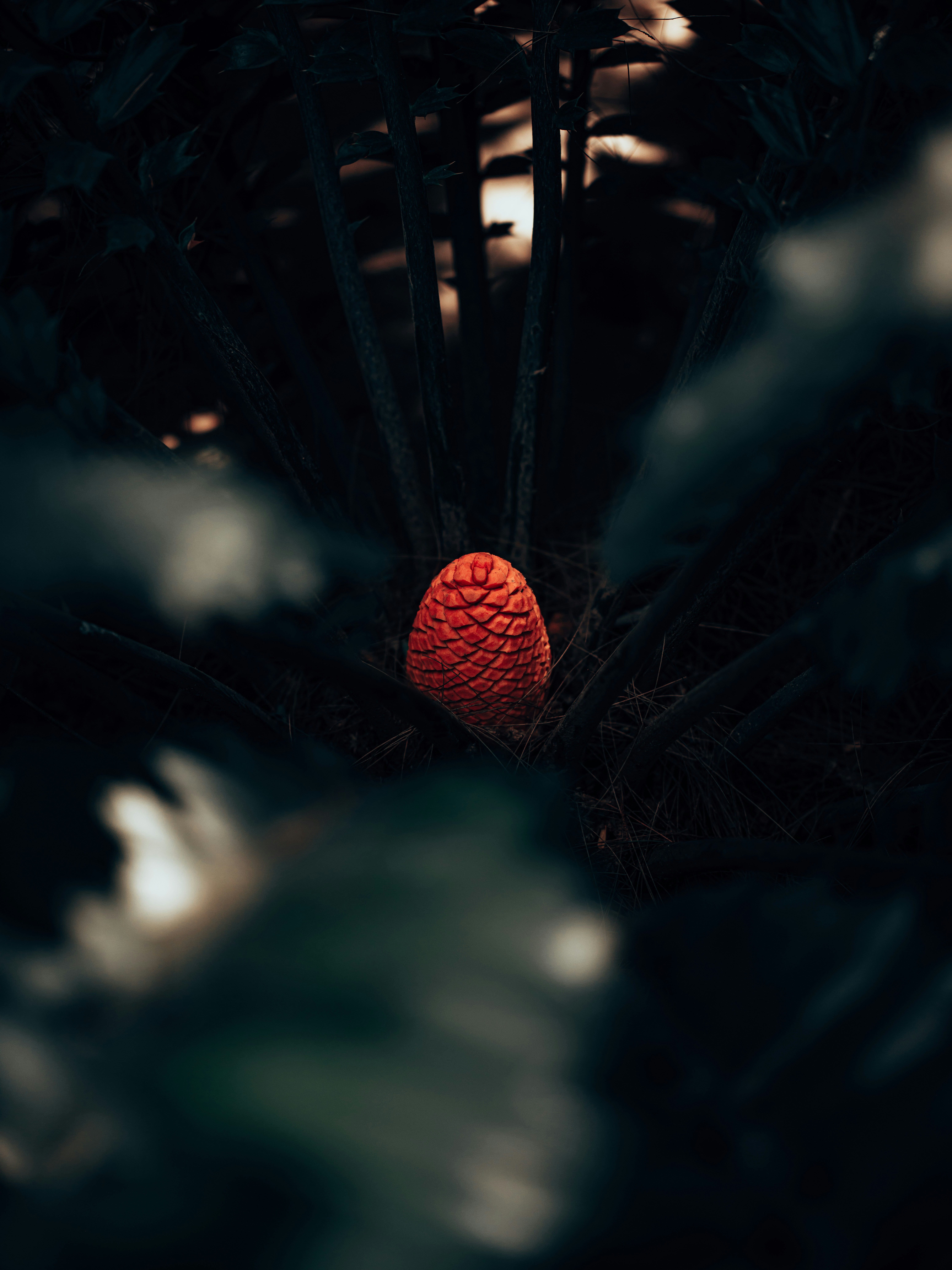 Un fruit rouge sur un arbre photo – Photo Brun Gratuite sur Unsplash