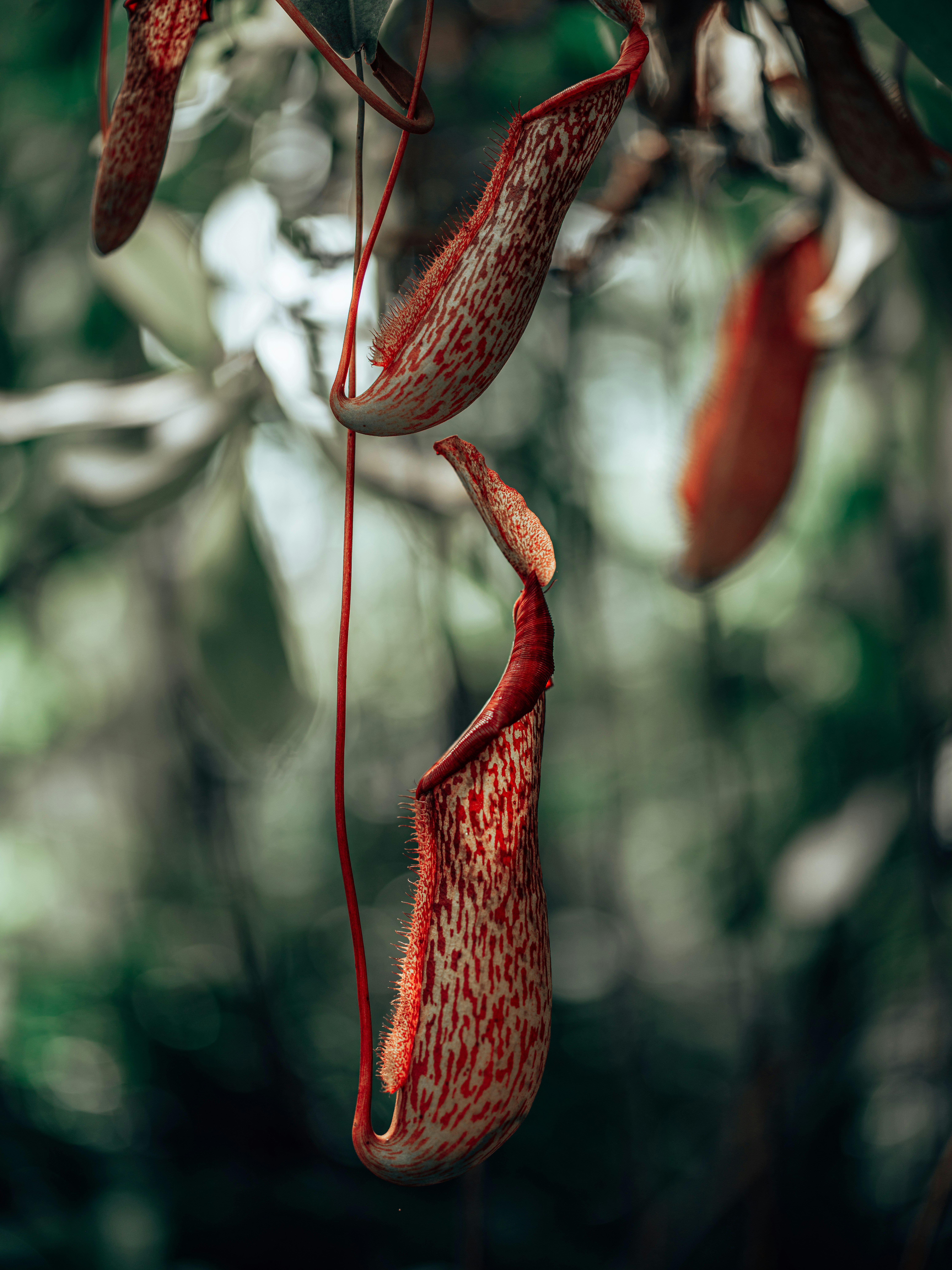 Close-up of a vibrant pitcher plant showcasing its intricate structure and vivid colors against a blurred green background.