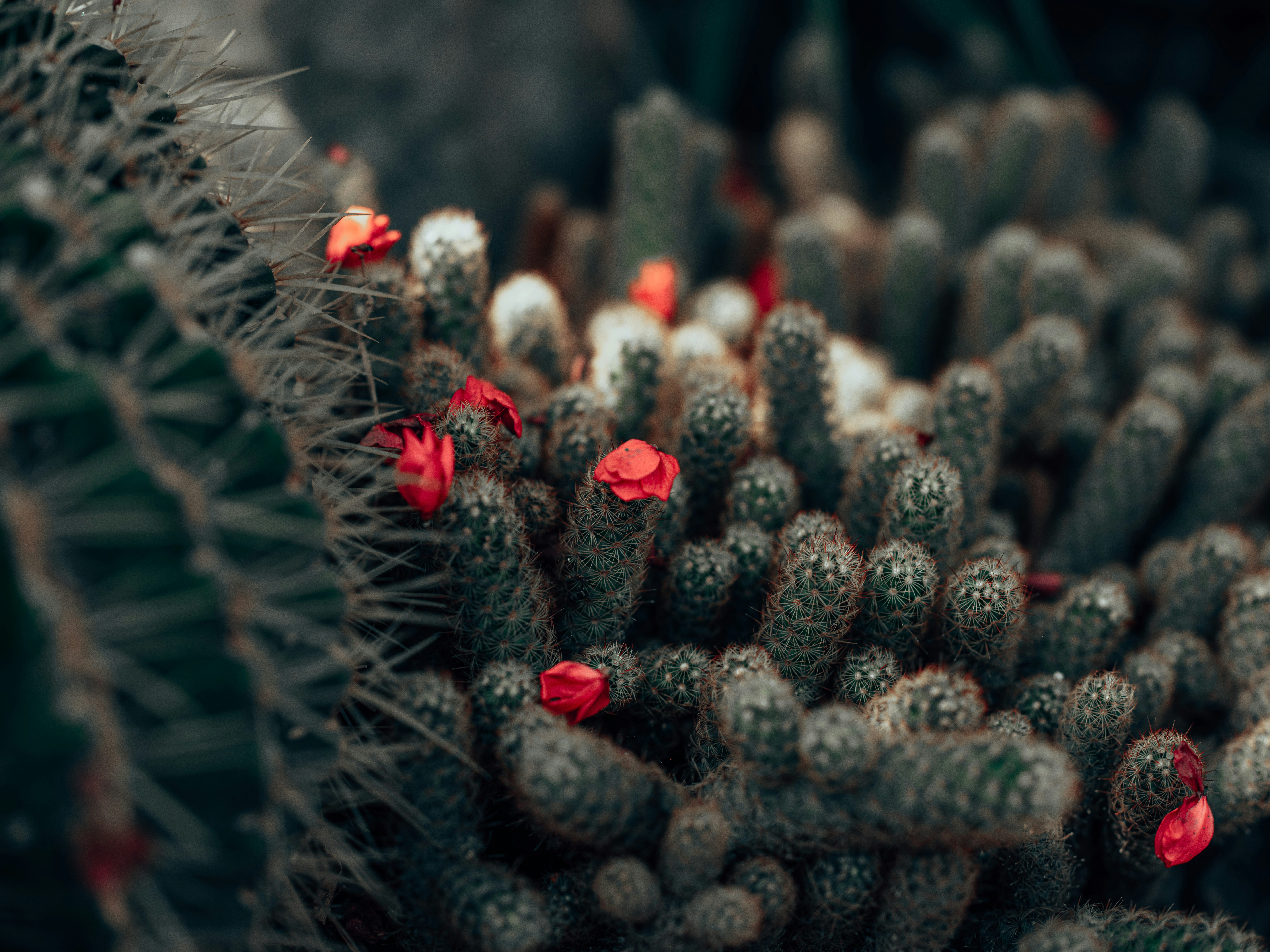 Macro close-up of dense cactus pads with scattered crimson petals. The shot emphasizes textured spines and subtle color contrasts.