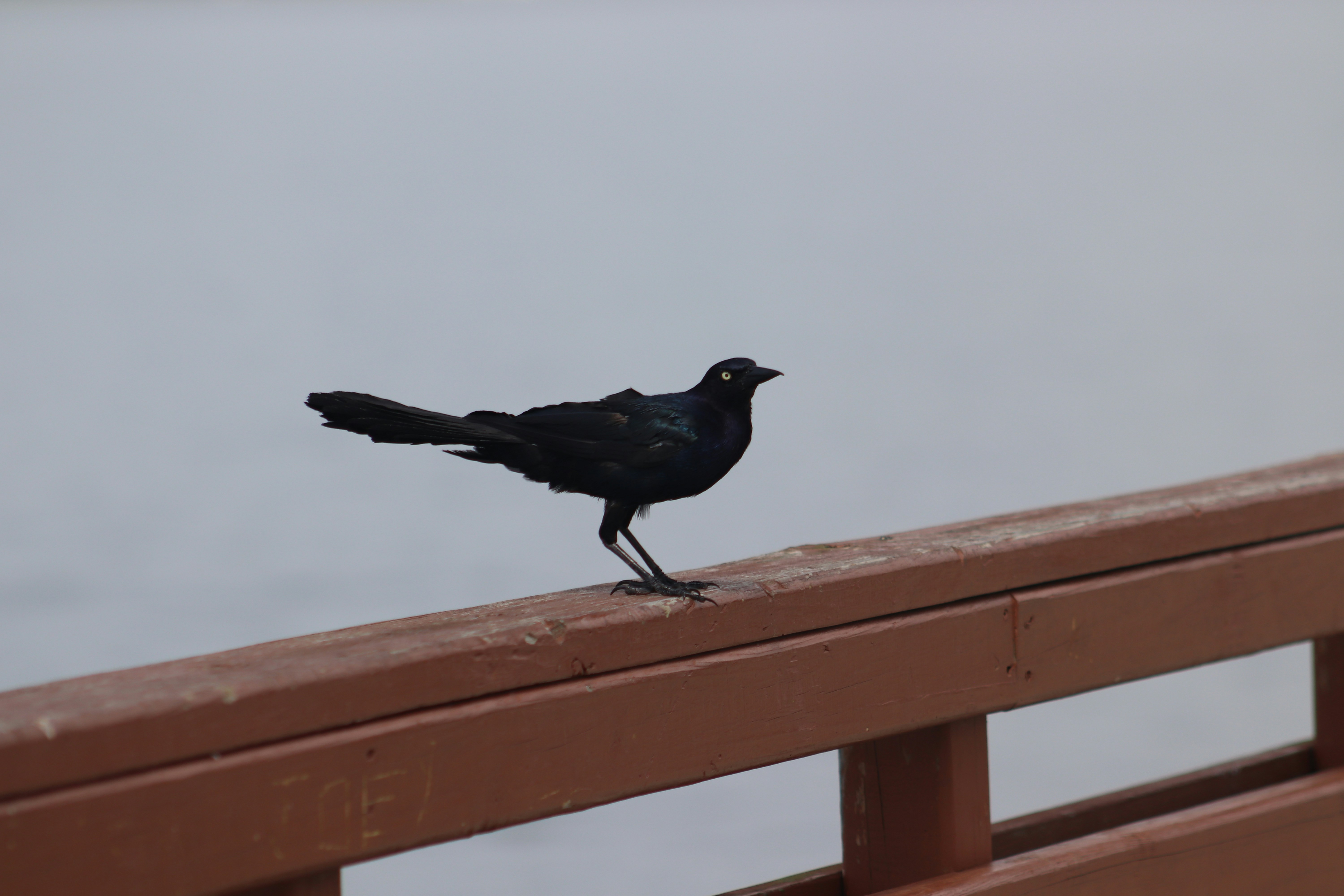 Noir Crow Perches on a Cedar Rail by Quiet Water