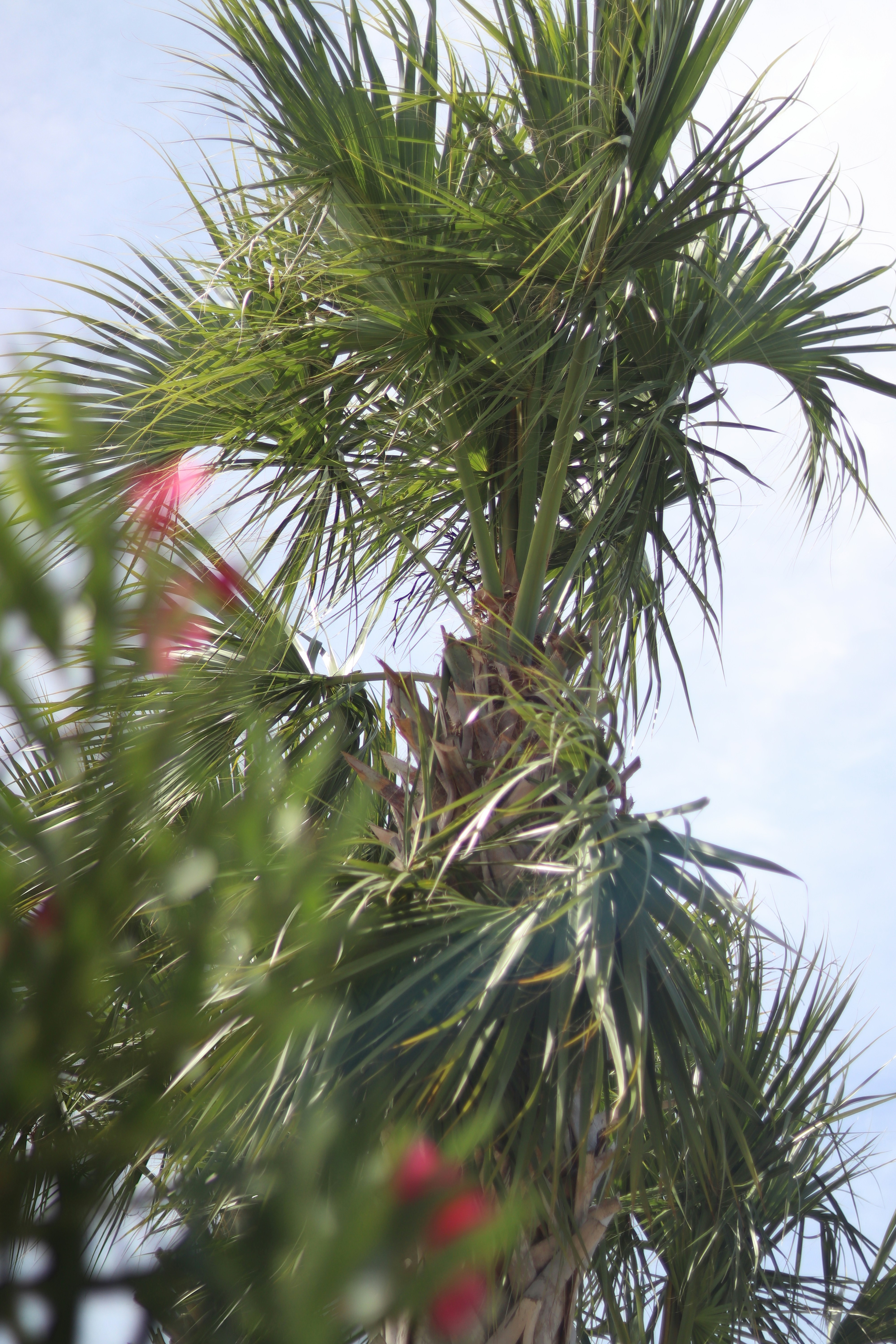 a close-up of a palm tree