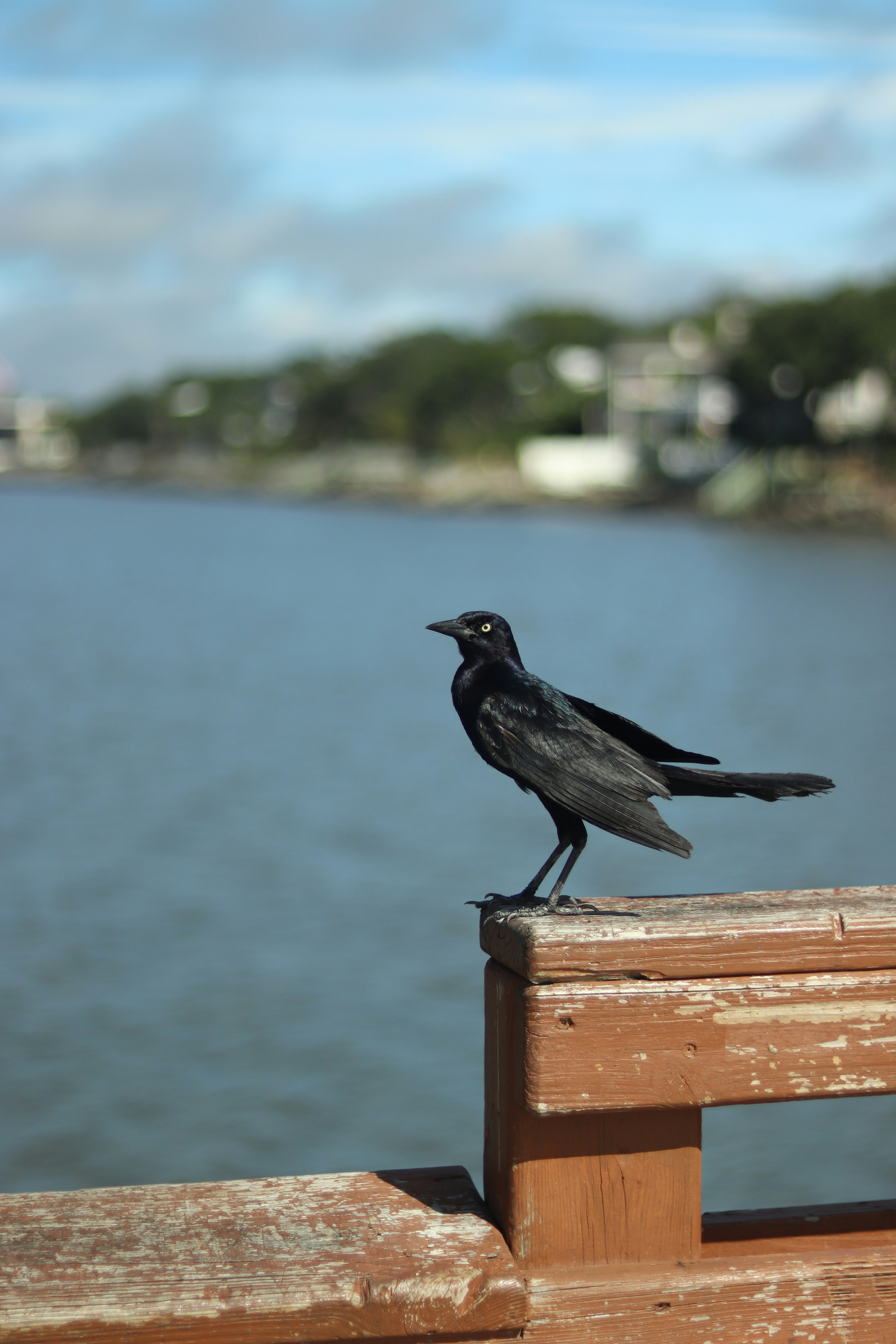 Harbor Crow on a Weathered Rail: A Quiet Waterfront Moment