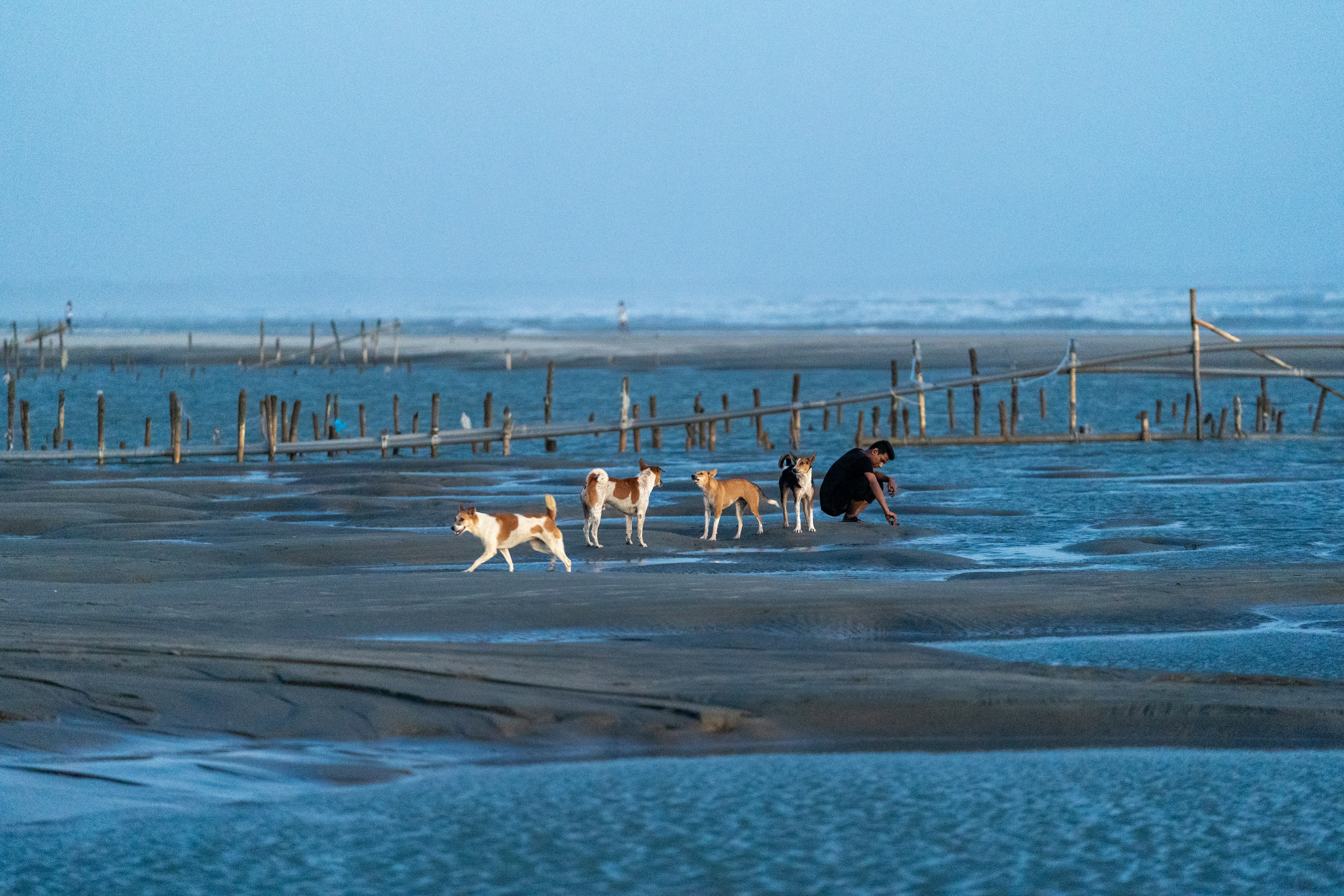 A person crouches by the water's edge as several dogs wander along the beach at dusk. The calm sea reflects the fading light.