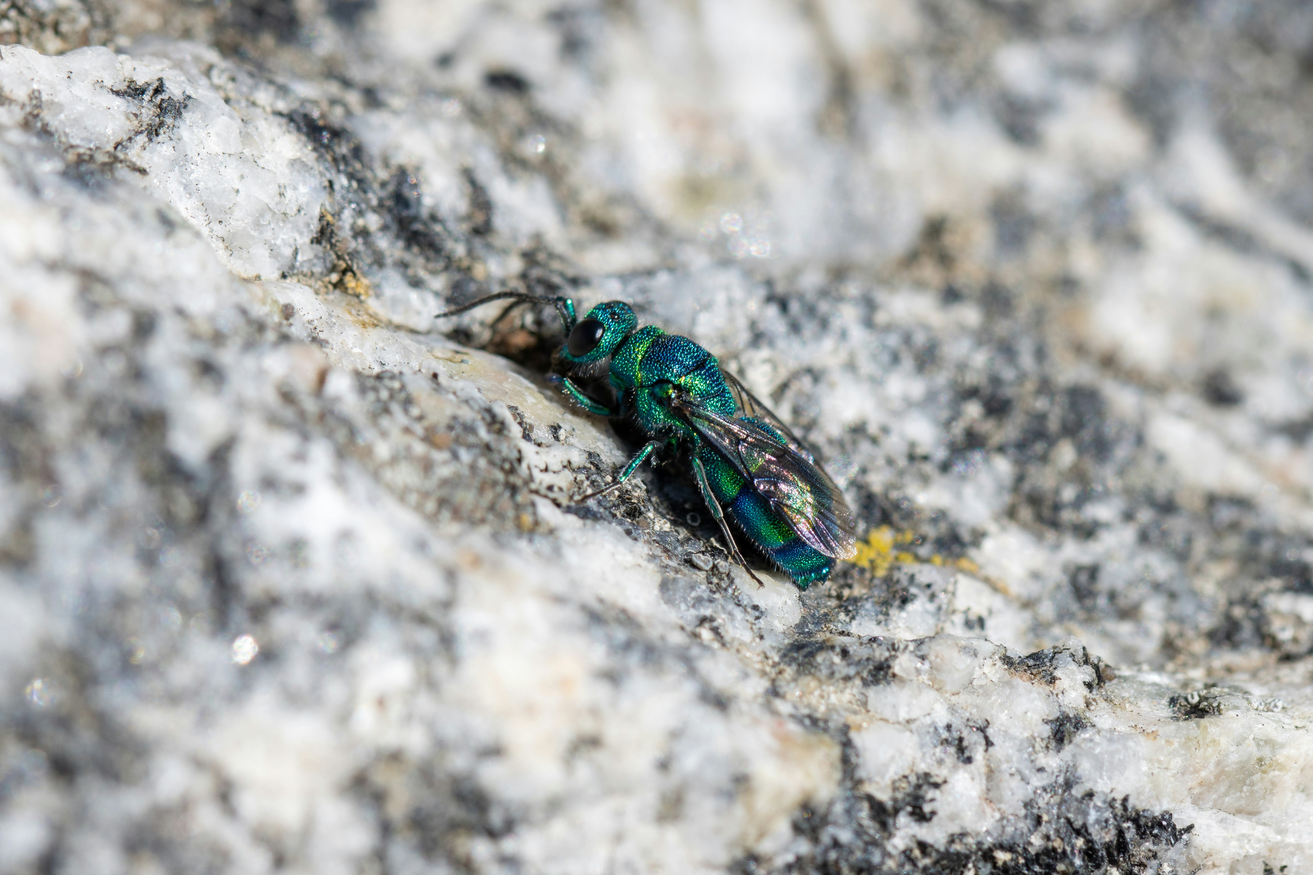 Emerald Sentinel on Granite: a Metallic Bee Clinging to Stone