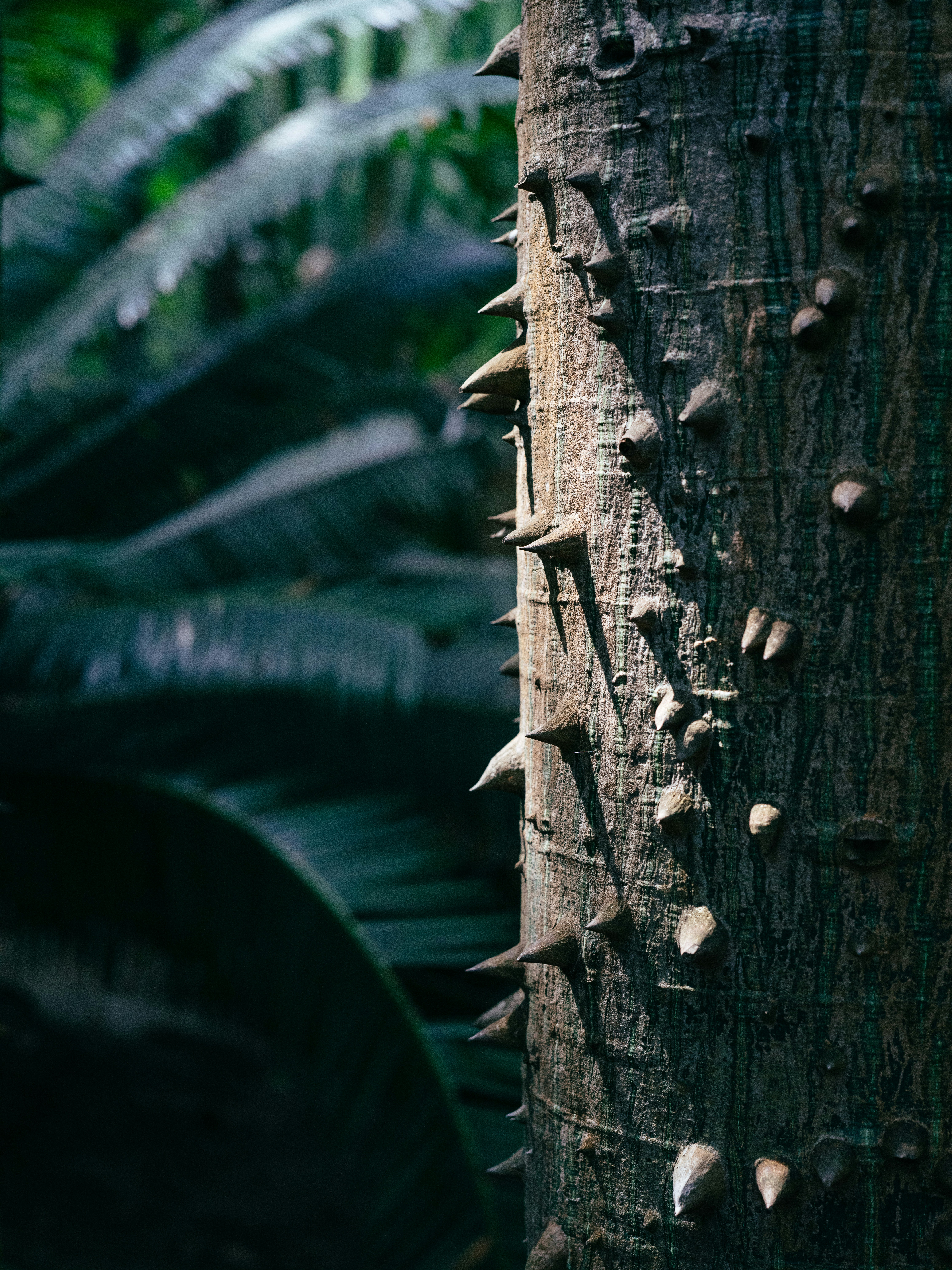 Spiked Trunk in Deep Green Shade