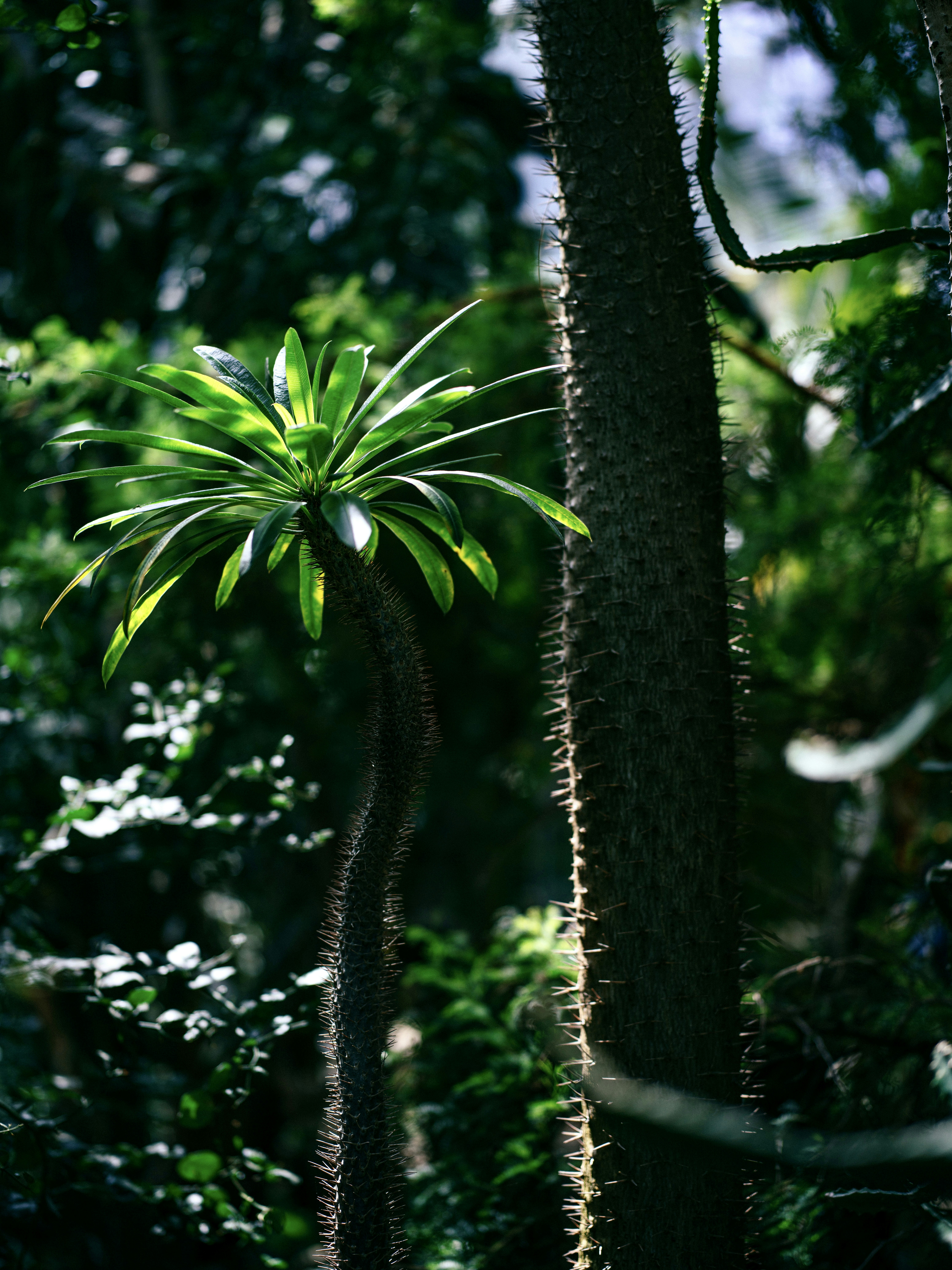 Sunlit tufted plant against a shadowed jungle trunk