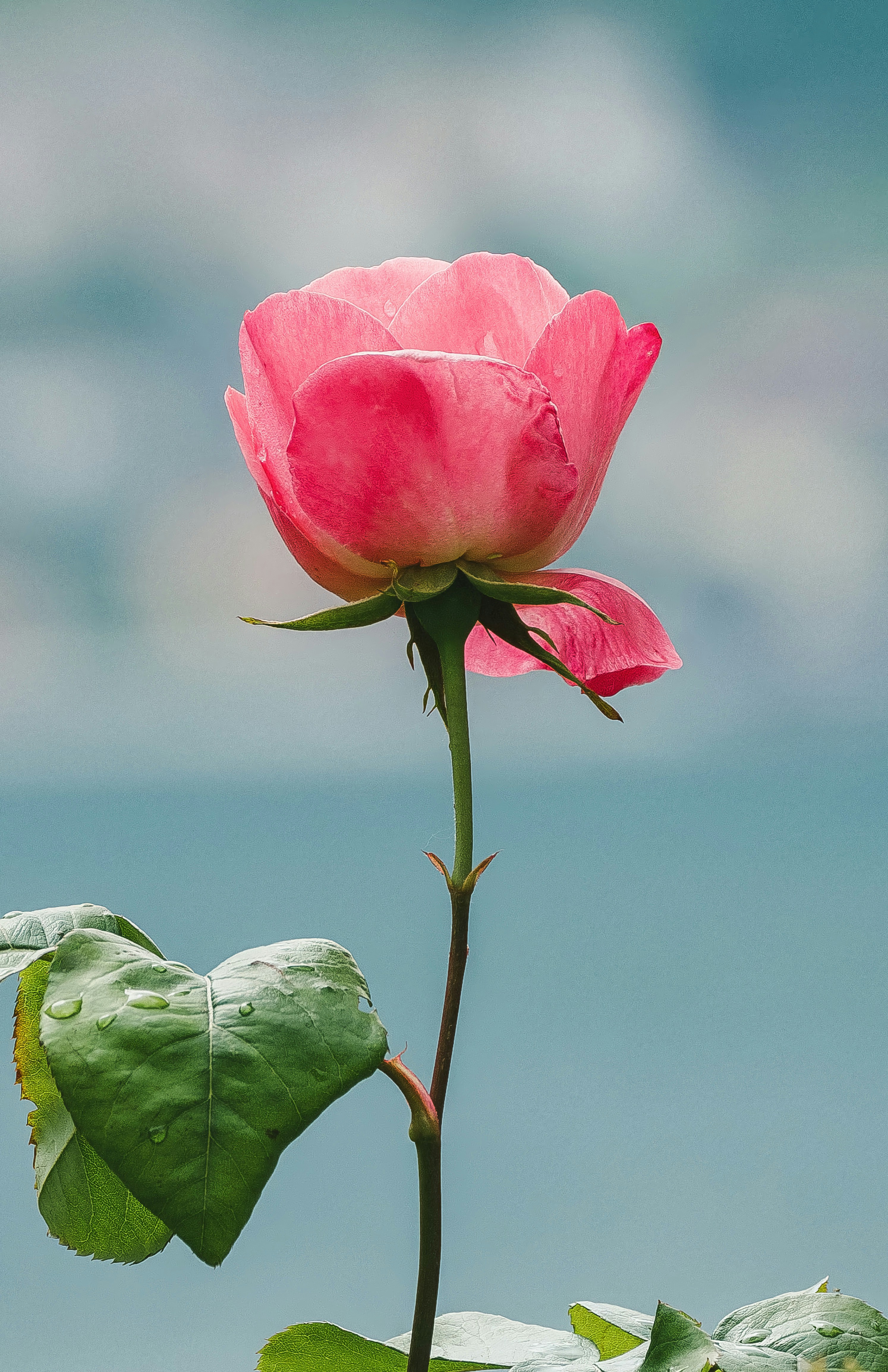 Always a pleasure to capture a beautiful flower along the way