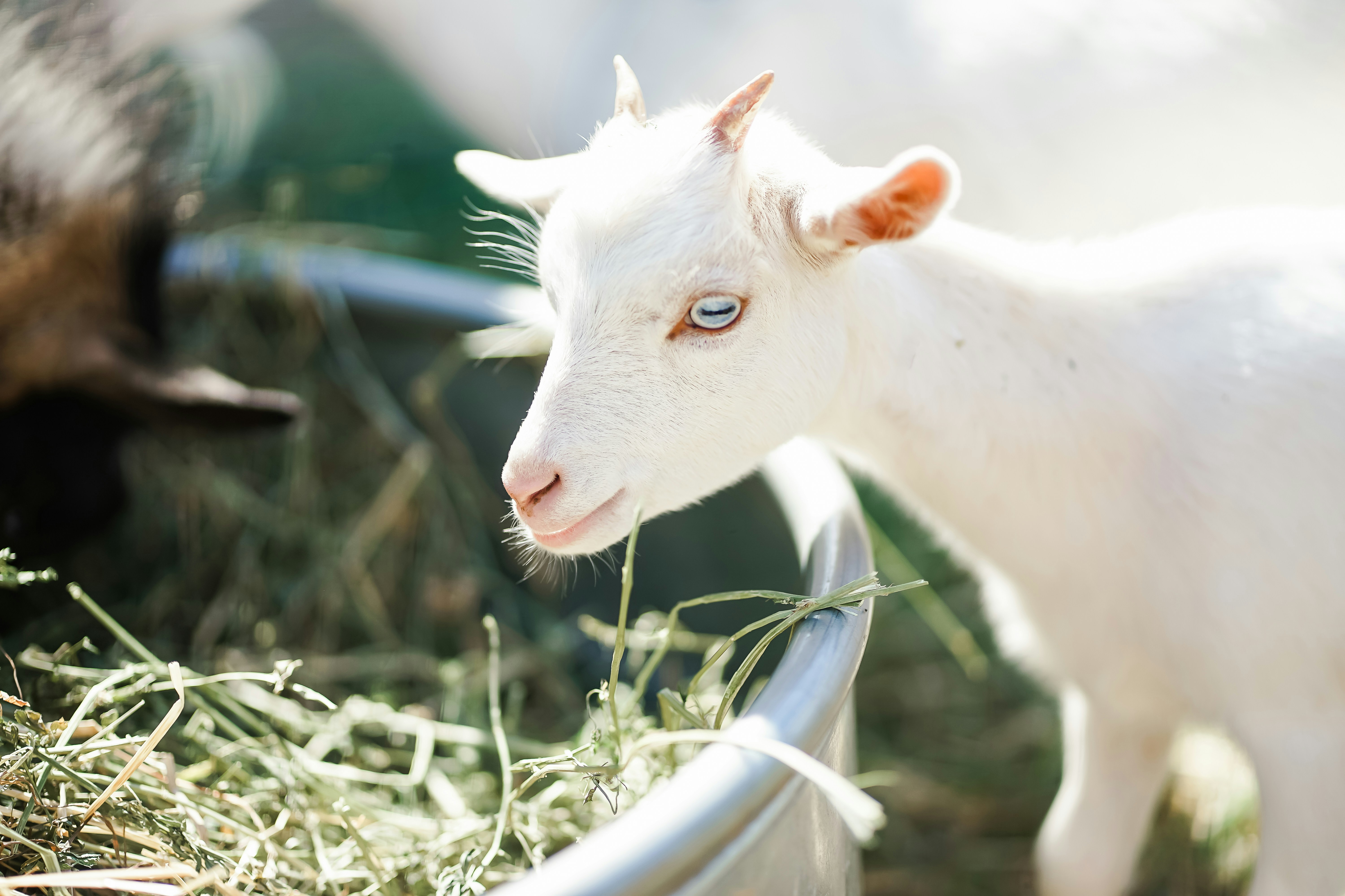 A goat eating grass photo – Free Goat Image on Unsplash